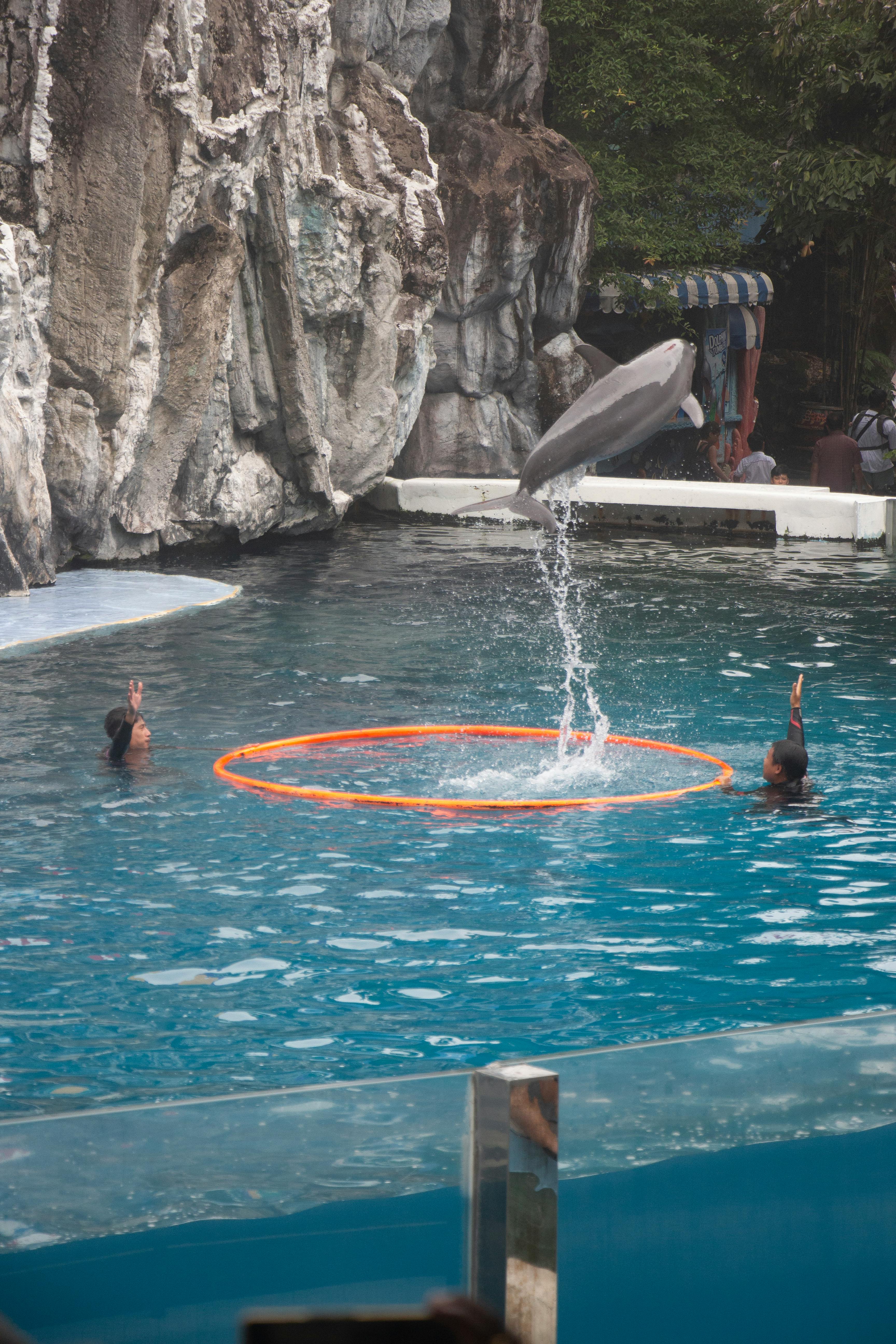 A dolphin jumping out of the water in an enclosure · Free Stock Photo