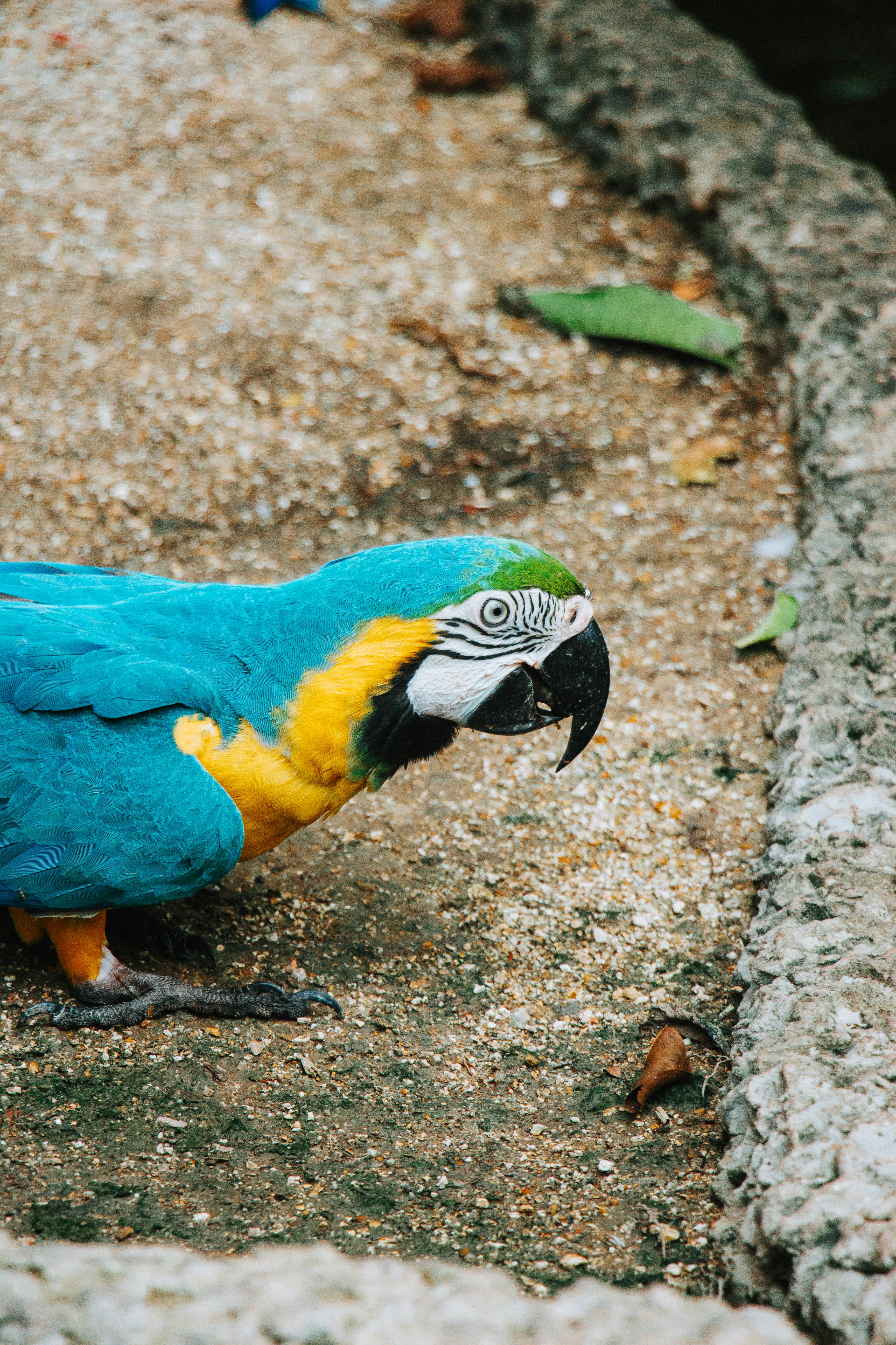 Blue and Yellow Parrot on Wooden Stick · Free Stock Photo