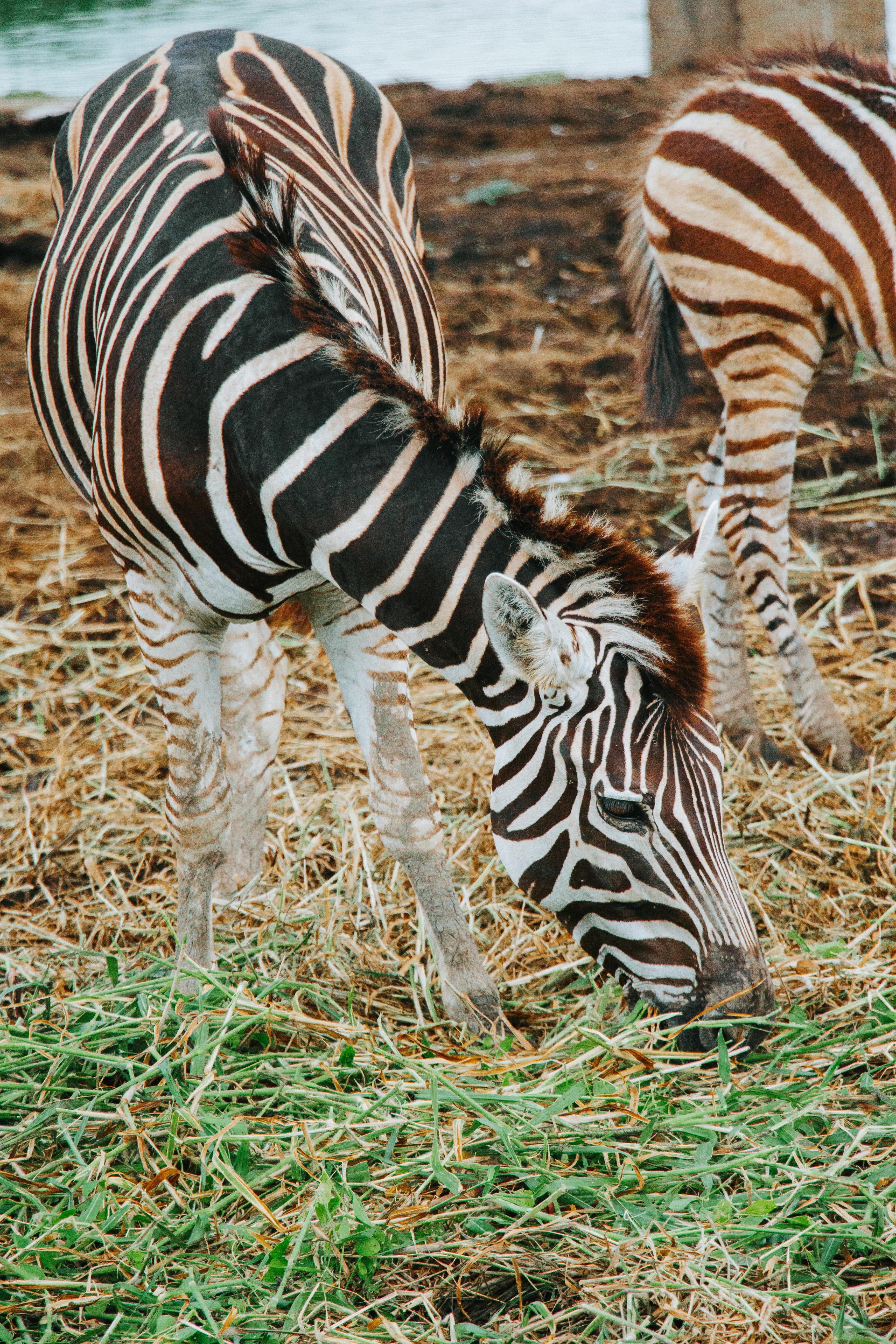 Two zebras eating grass in a field · Free Stock Photo