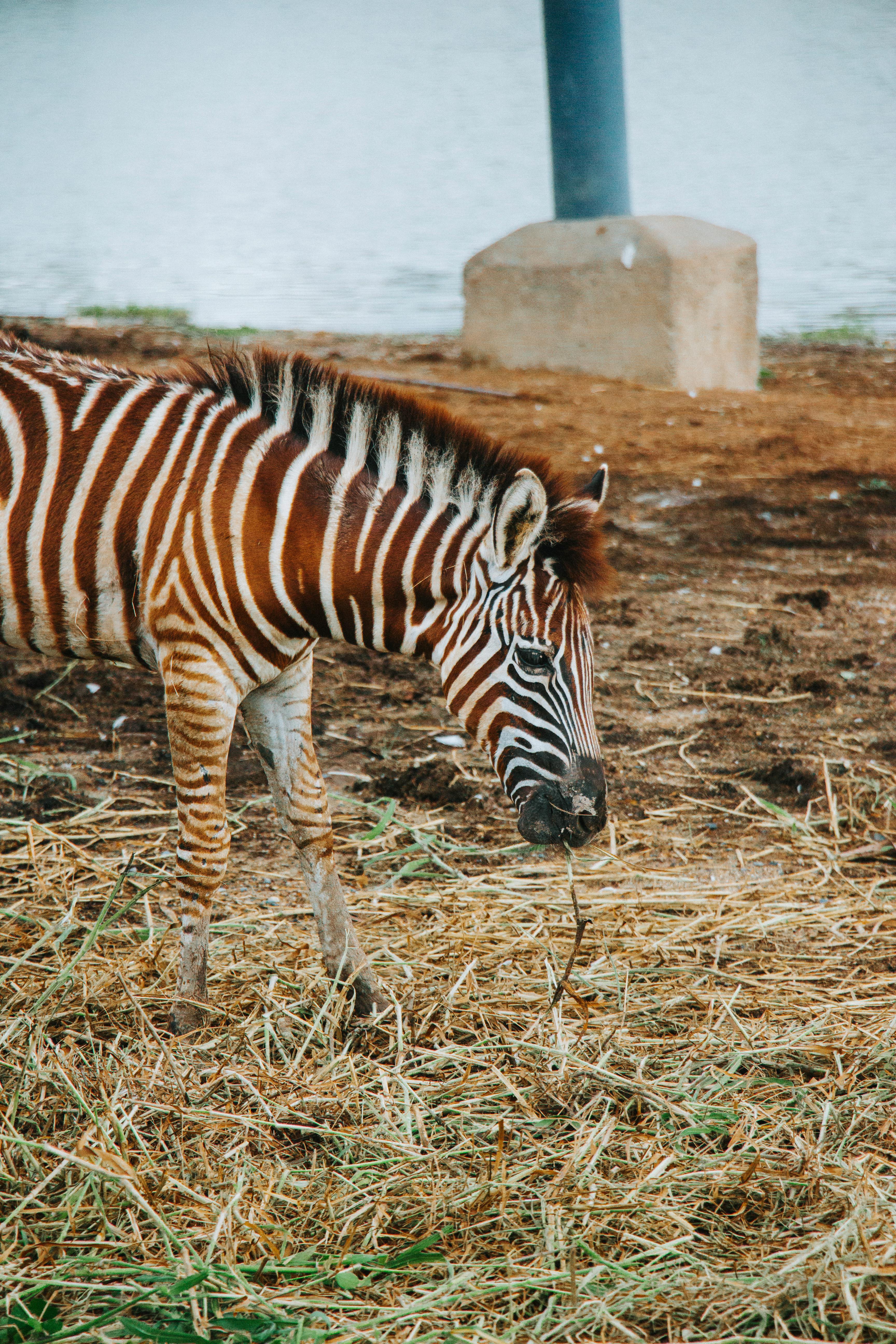 A zebra eating grass near a body of water · Free Stock Photo