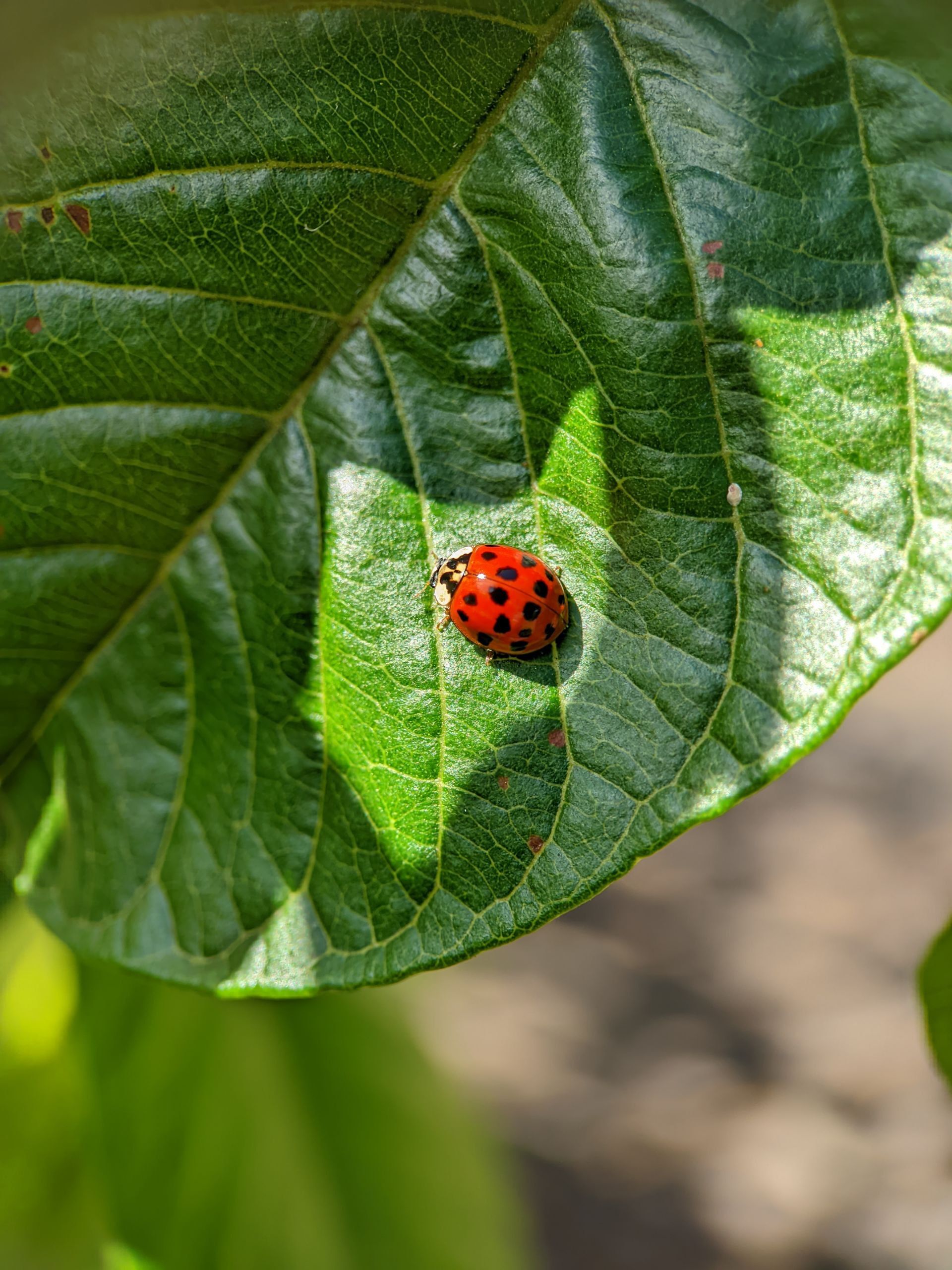 A ladybug sits on a leaf in the sun · Free Stock Photo