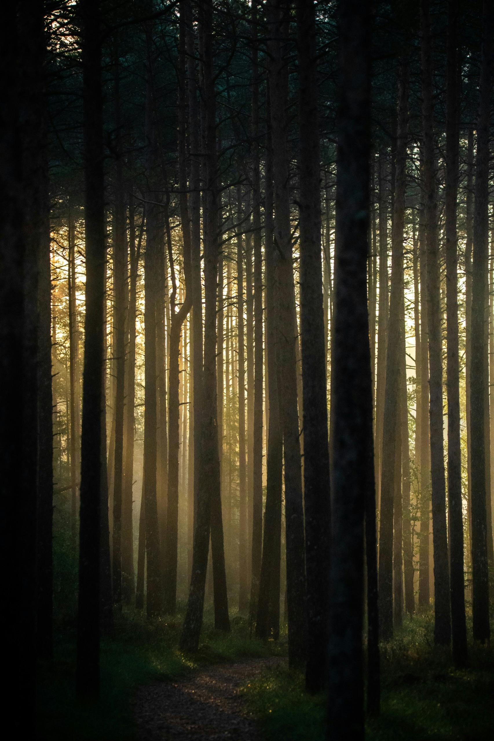 Shadow of the forest · Free Stock Photo