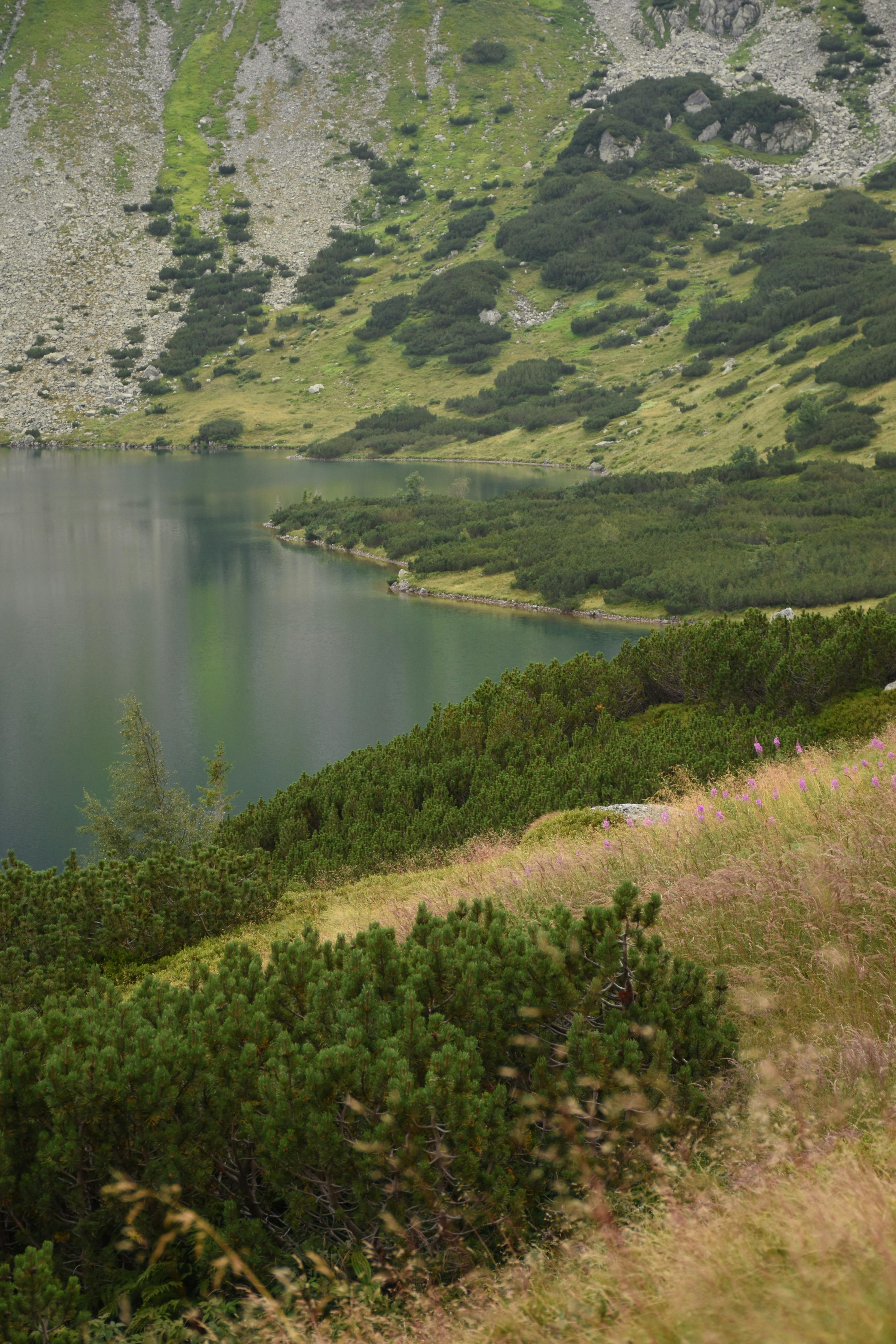 Gray Dock in Lake · Free Stock Photo