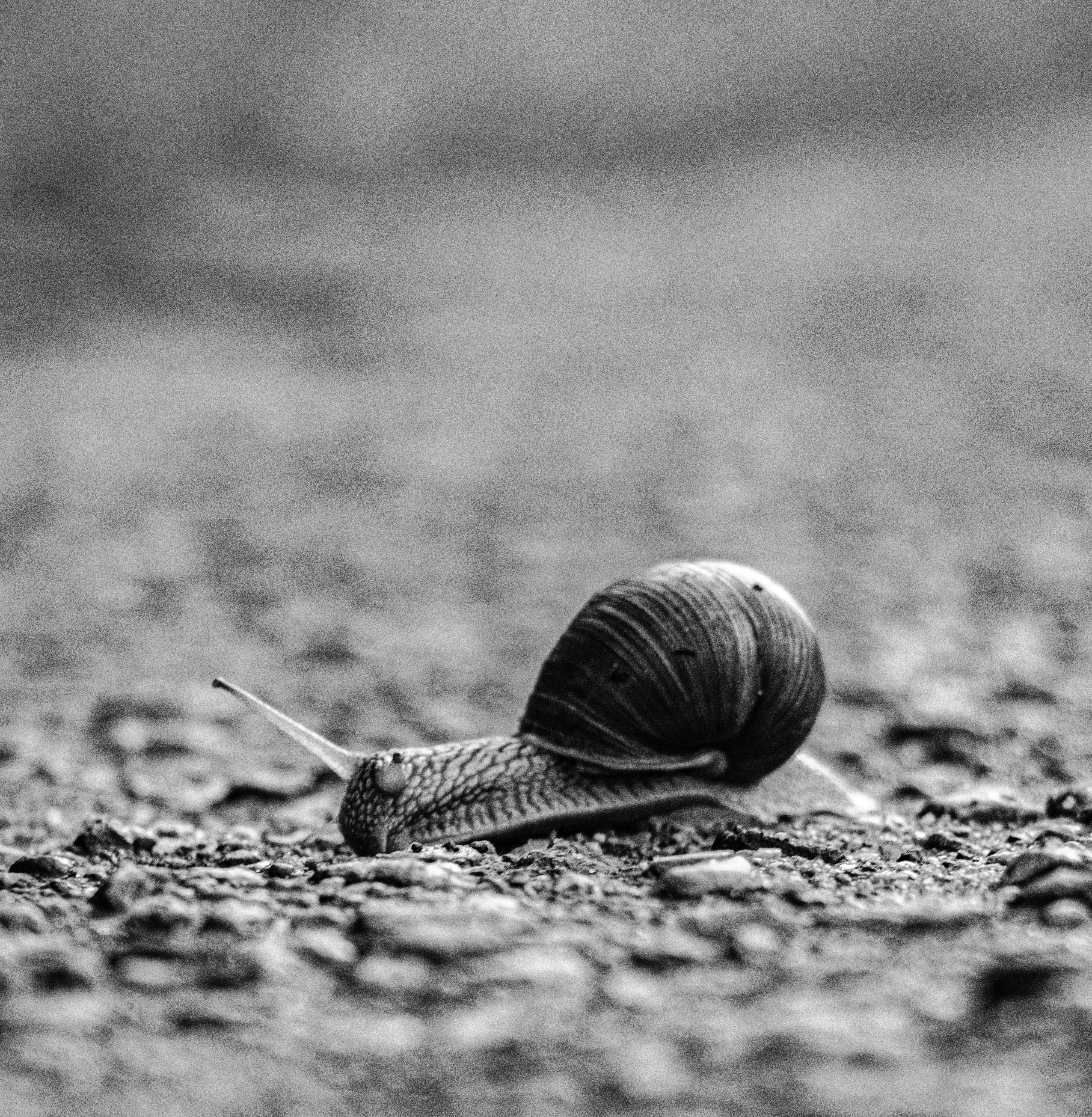 Snail Pace Photos, Download The BEST Free Snail Pace Stock Photos & HD ...