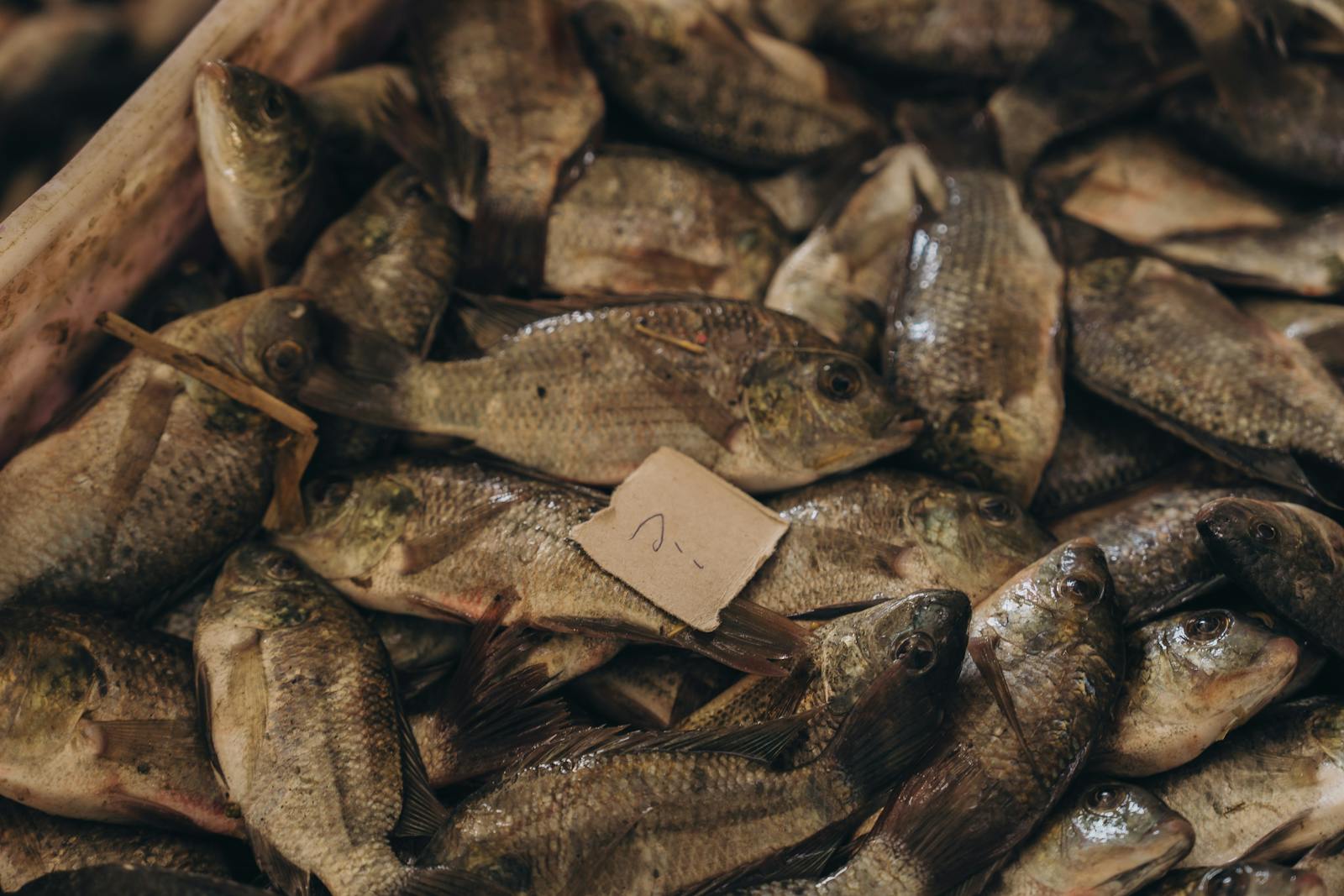 Tilapia Fish Photos, Download The BEST Free Tilapia Fish Stock Photos ...