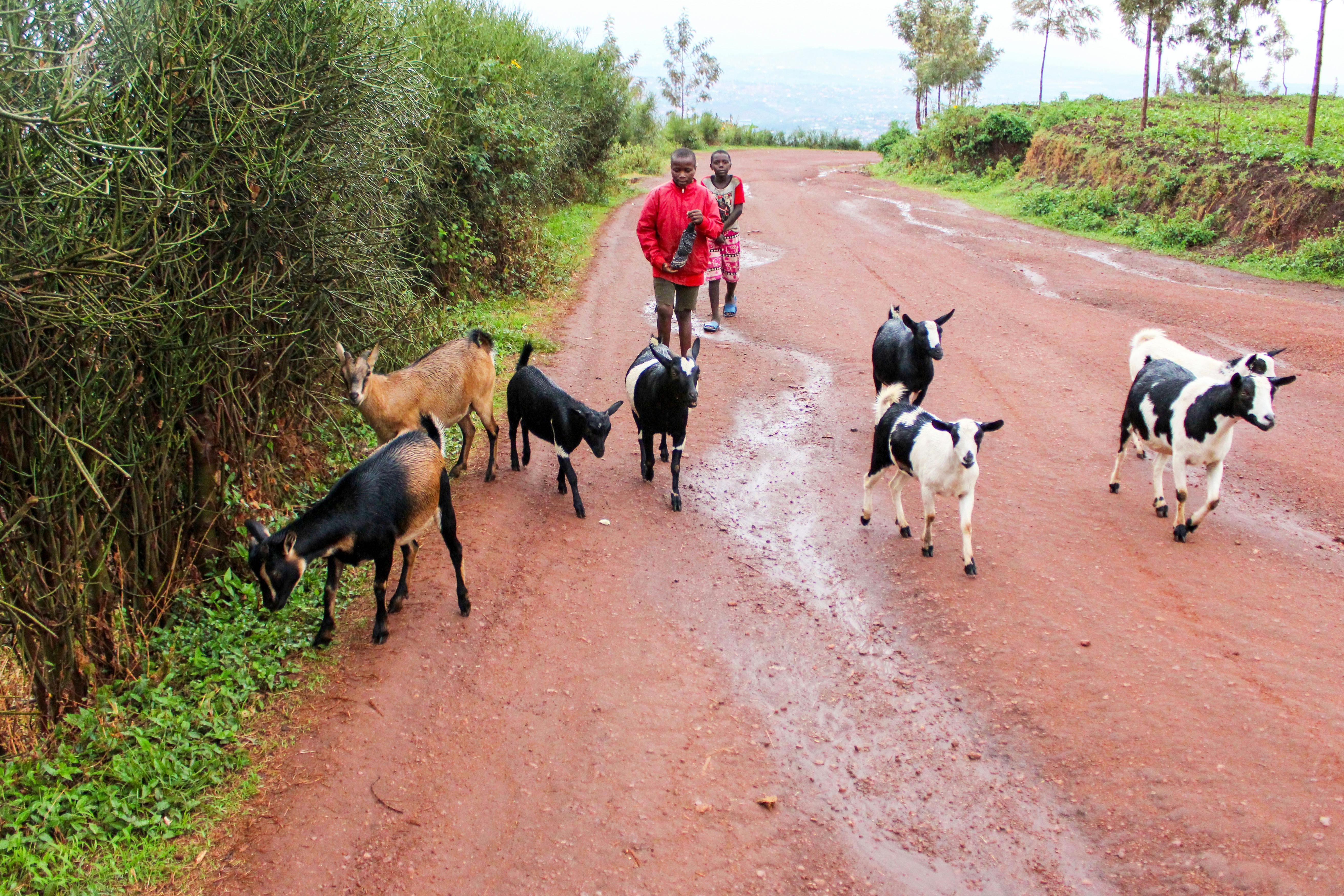 African shepherds · Free Stock Photo