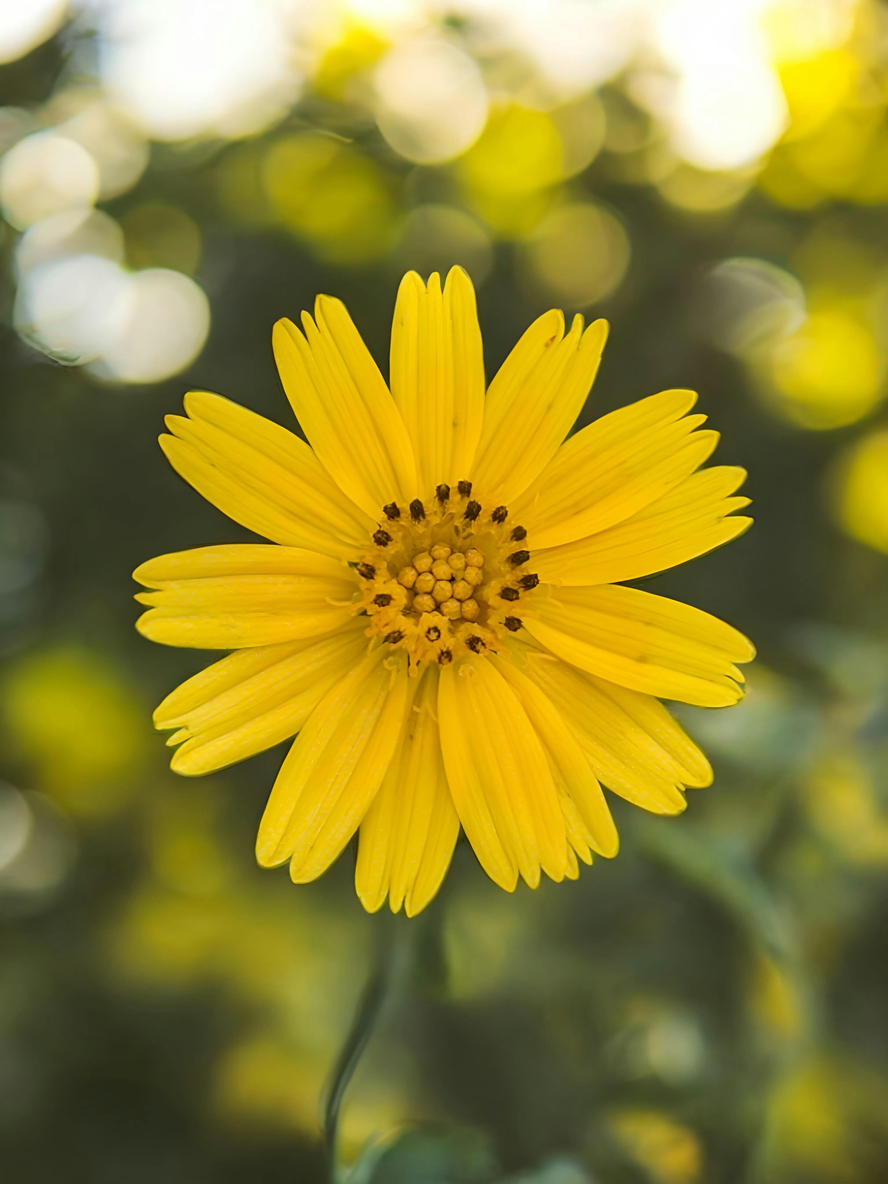 Purple Petal Flower · Free Stock Photo