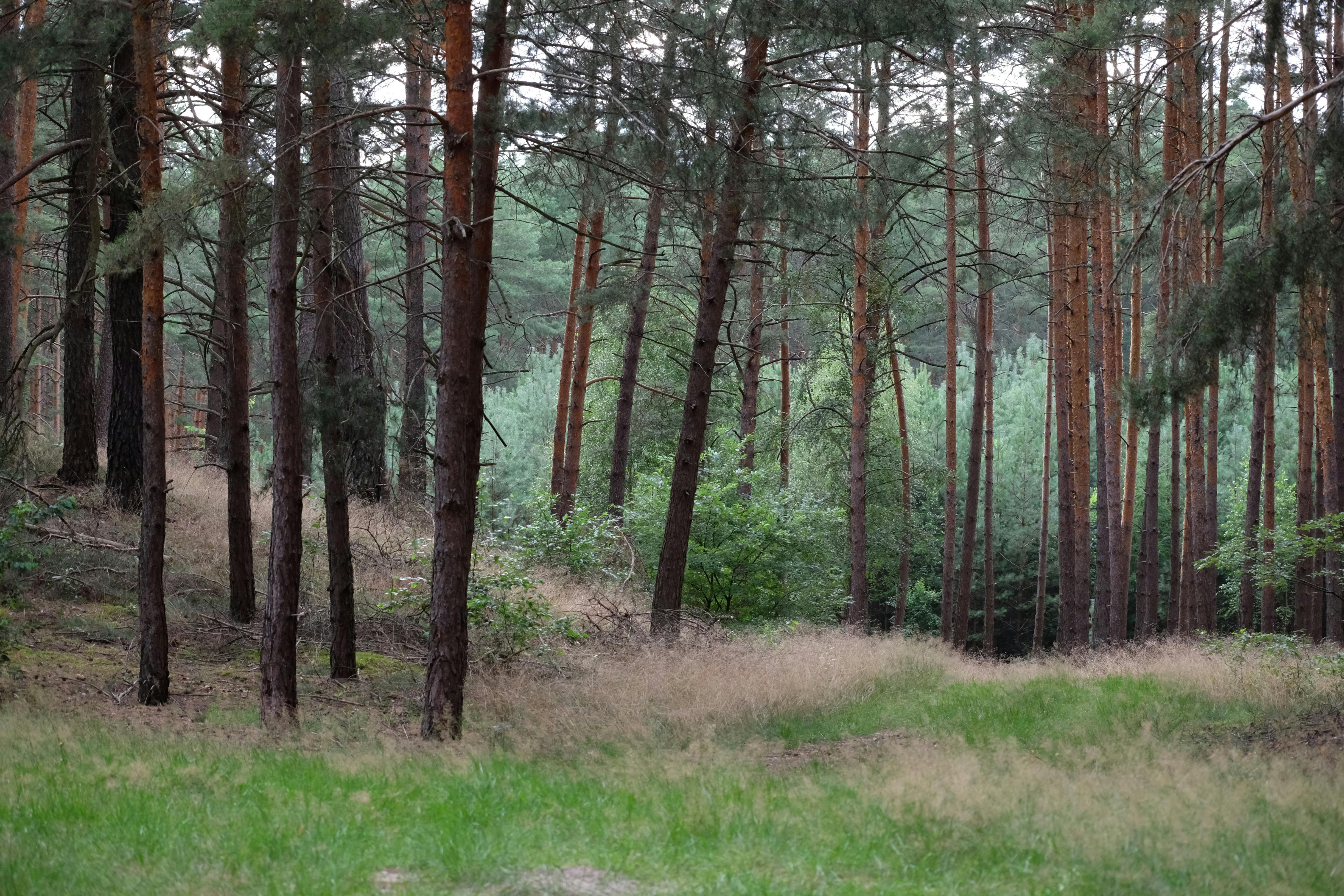 Poison Root Alex G Photos, Download The BEST Free Poison Root Alex G ...