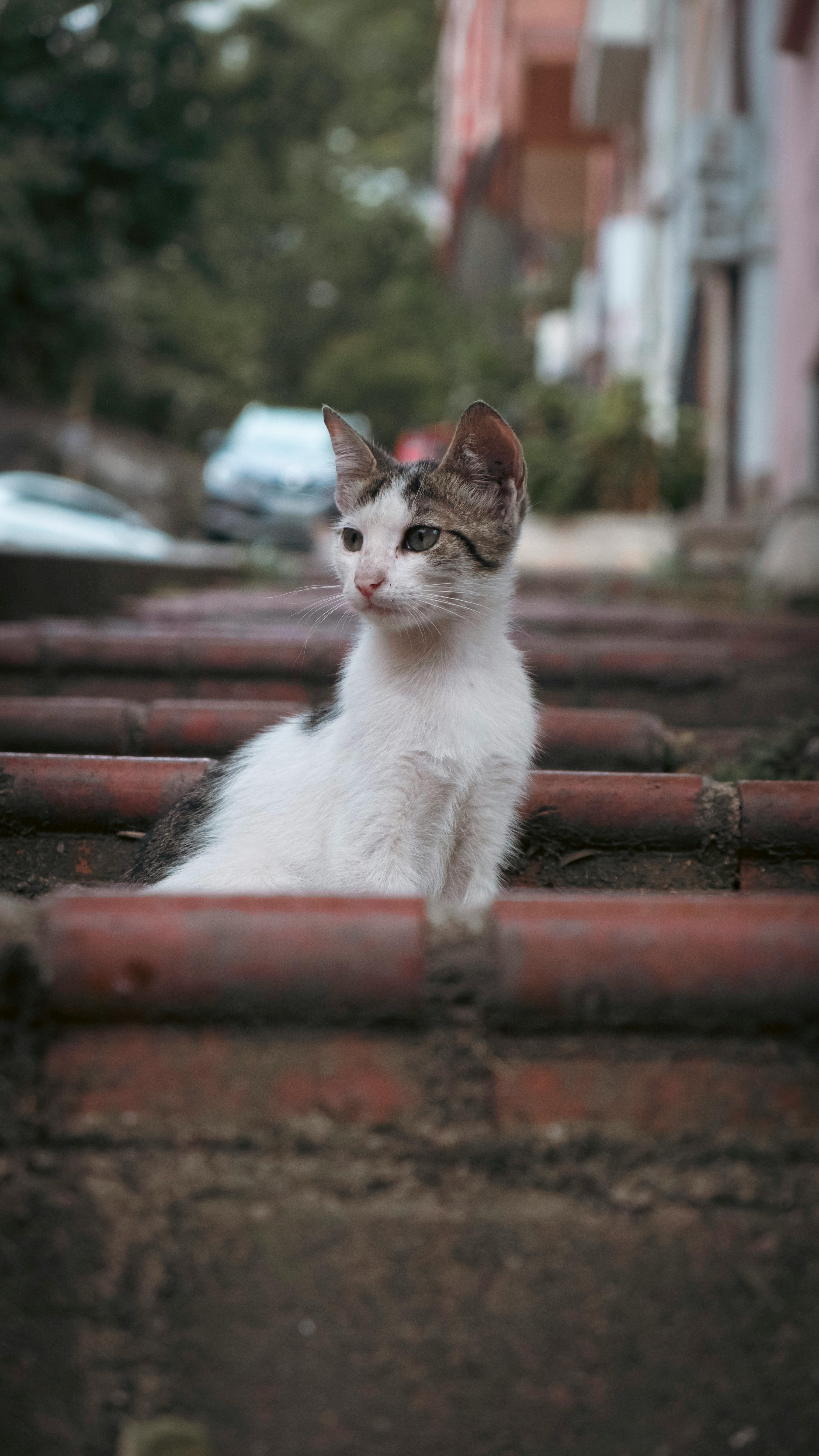 Kedi · Free Stock Photo