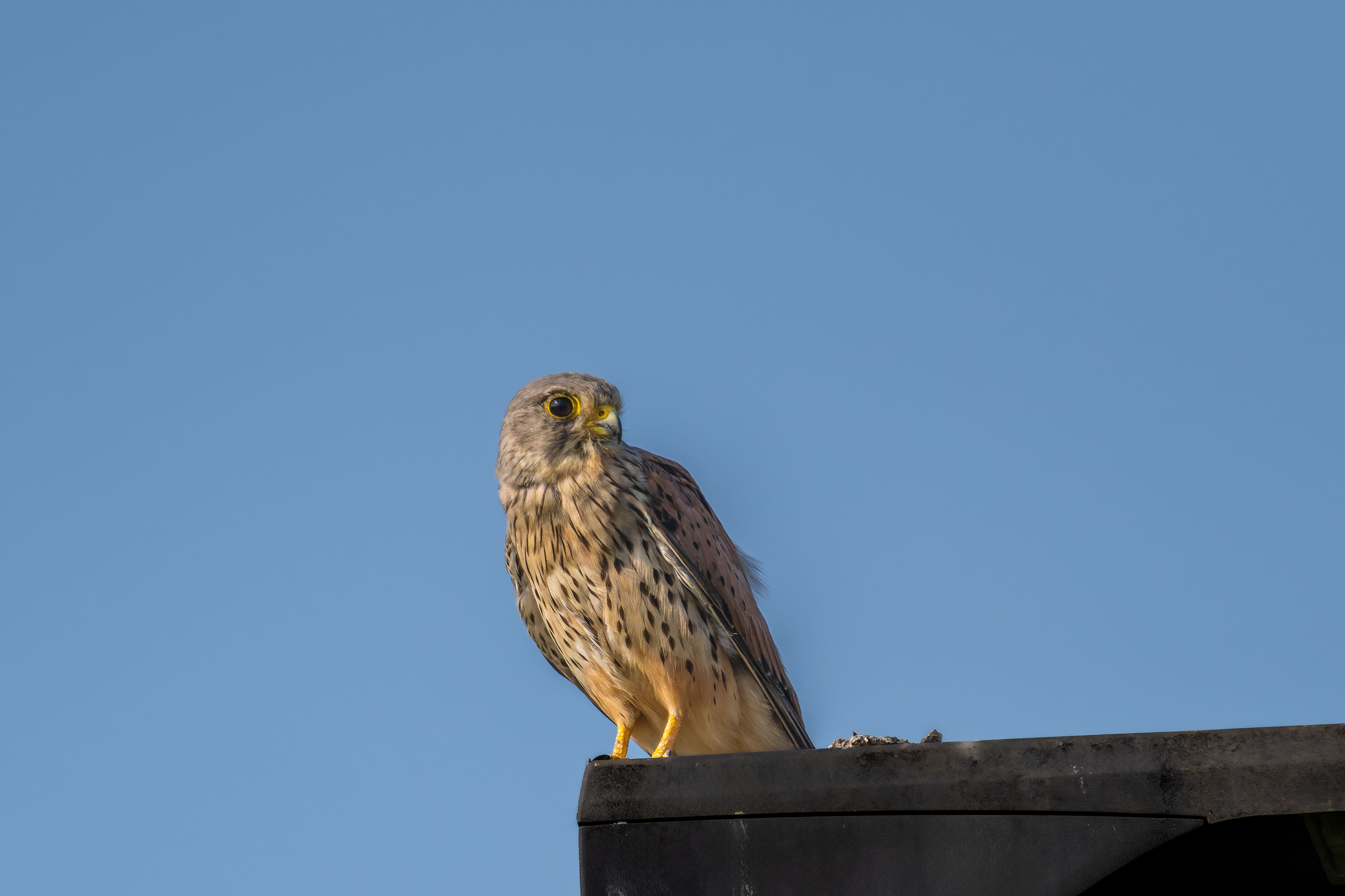 A hawk perched on top of a roof with a blue sky in the background ...