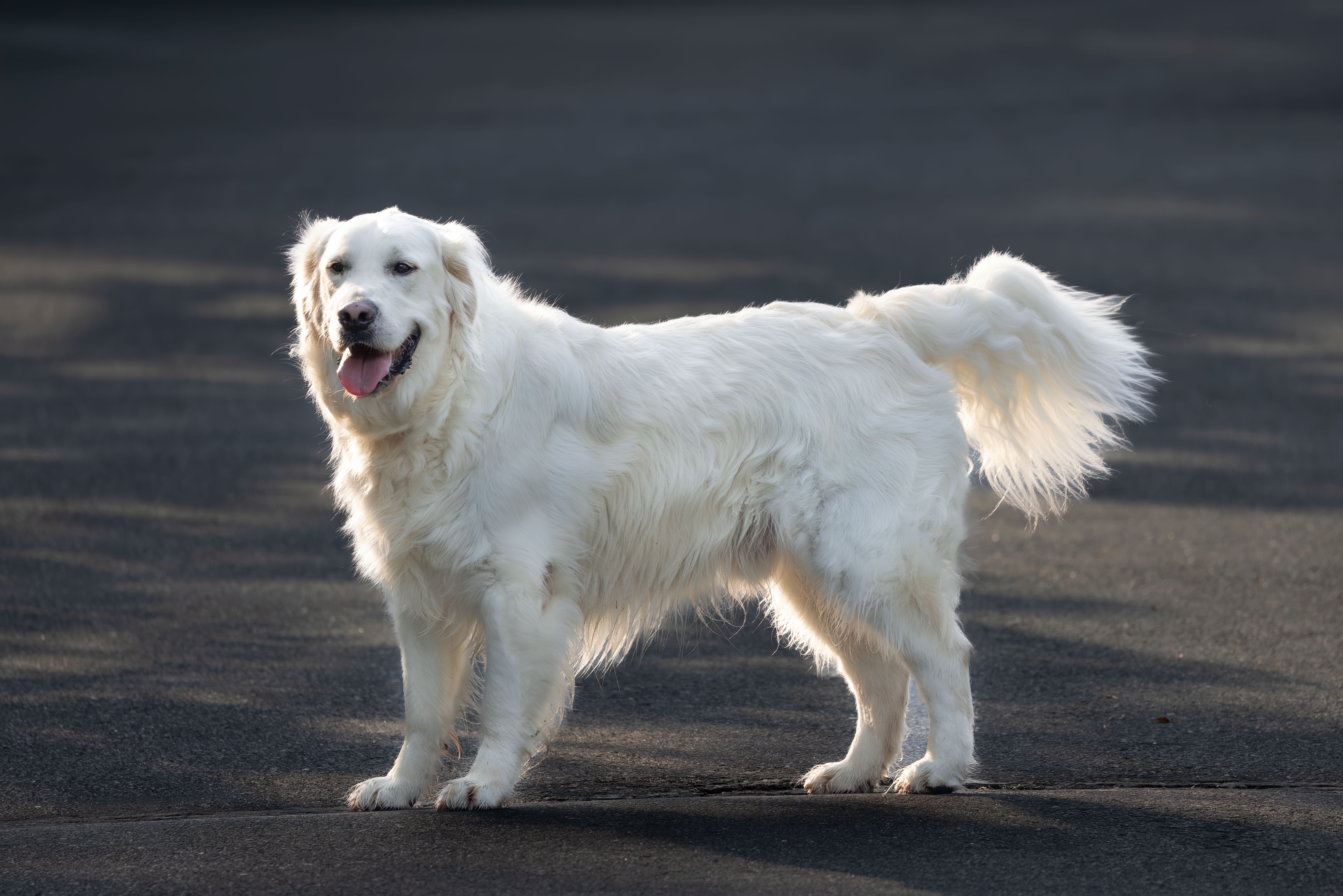 A white dog standing on the street · Free Stock Photo