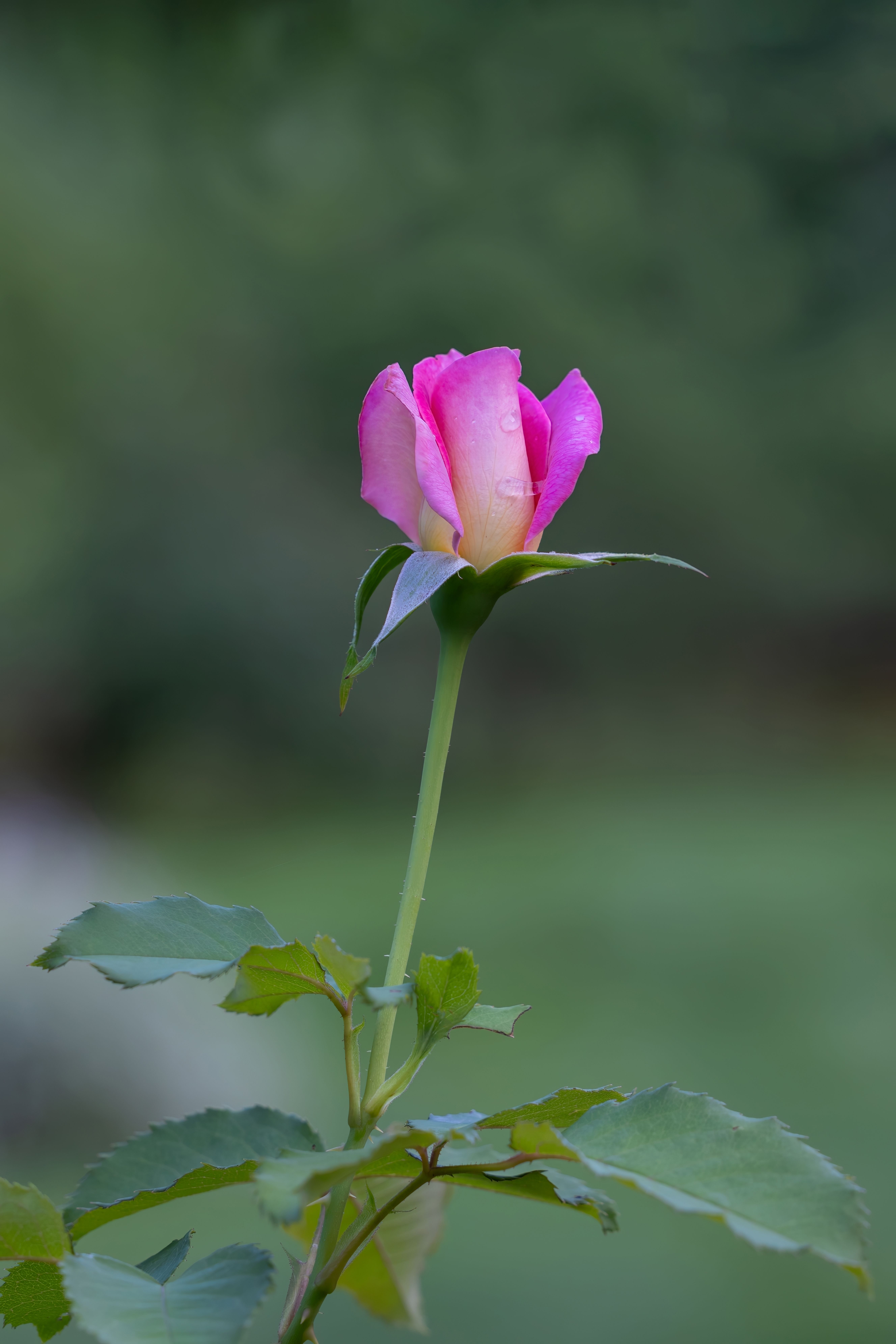 A single pink rose is growing from a stem · Free Stock Photo
