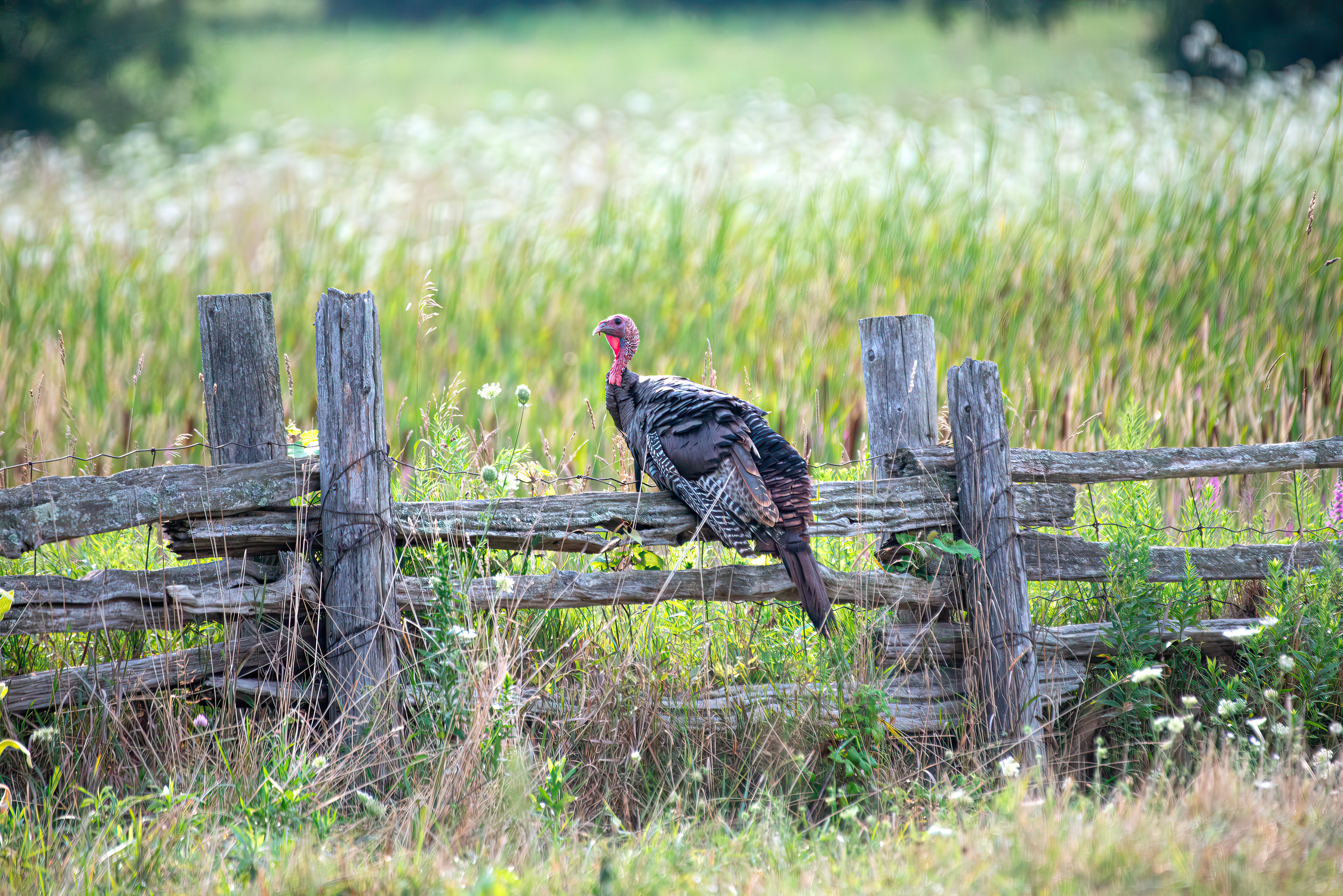 turkey · Free Stock Photo