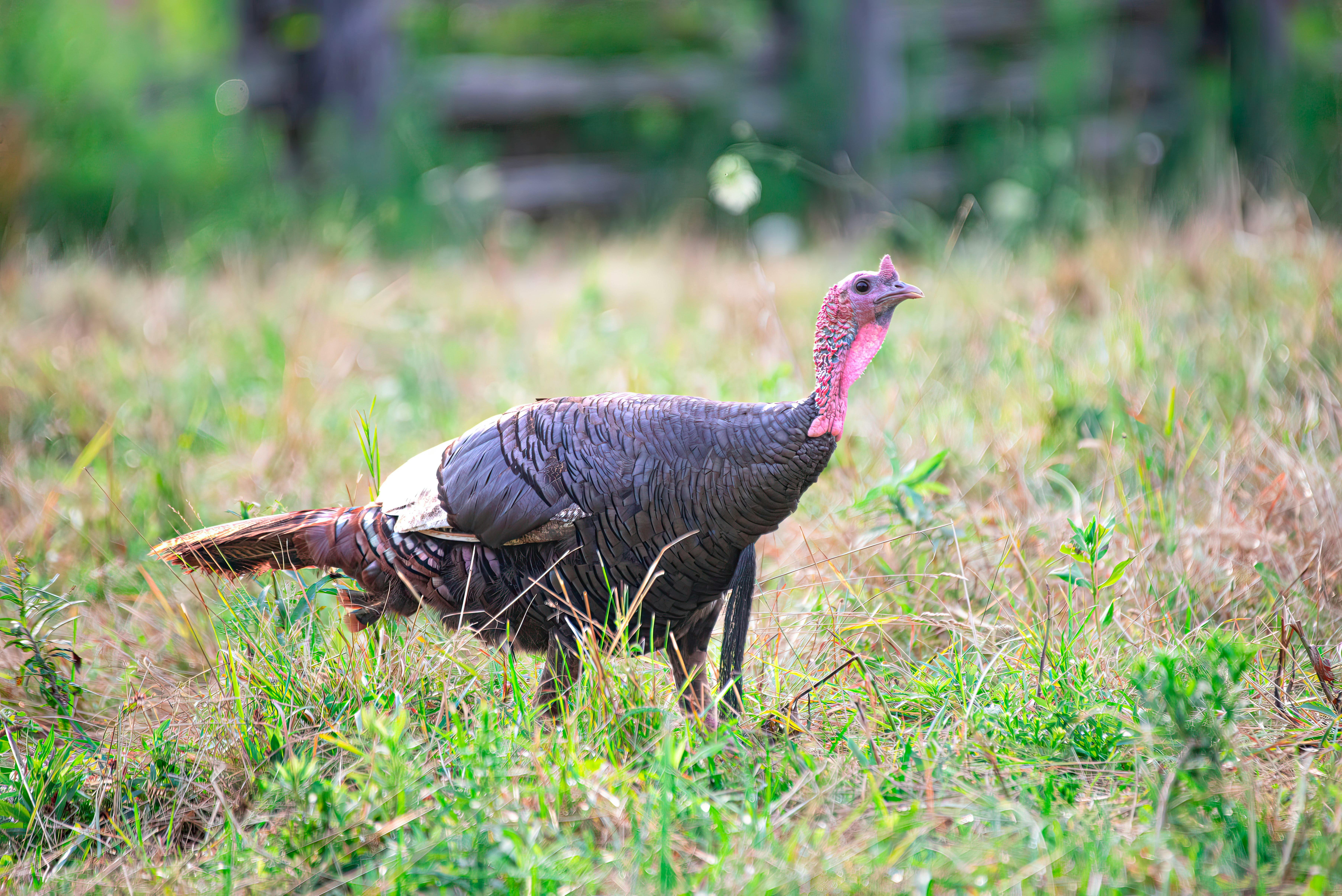 Foraging Turkeys Photos, Download The BEST Free Foraging Turkeys Stock ...