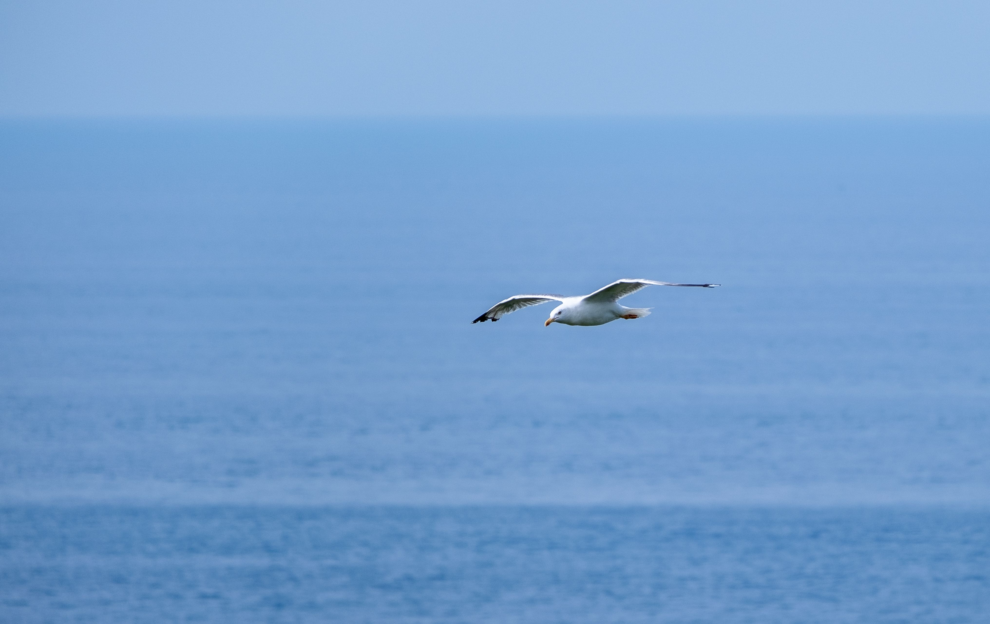 Seagulls Flying over Beach · Free Stock Photo