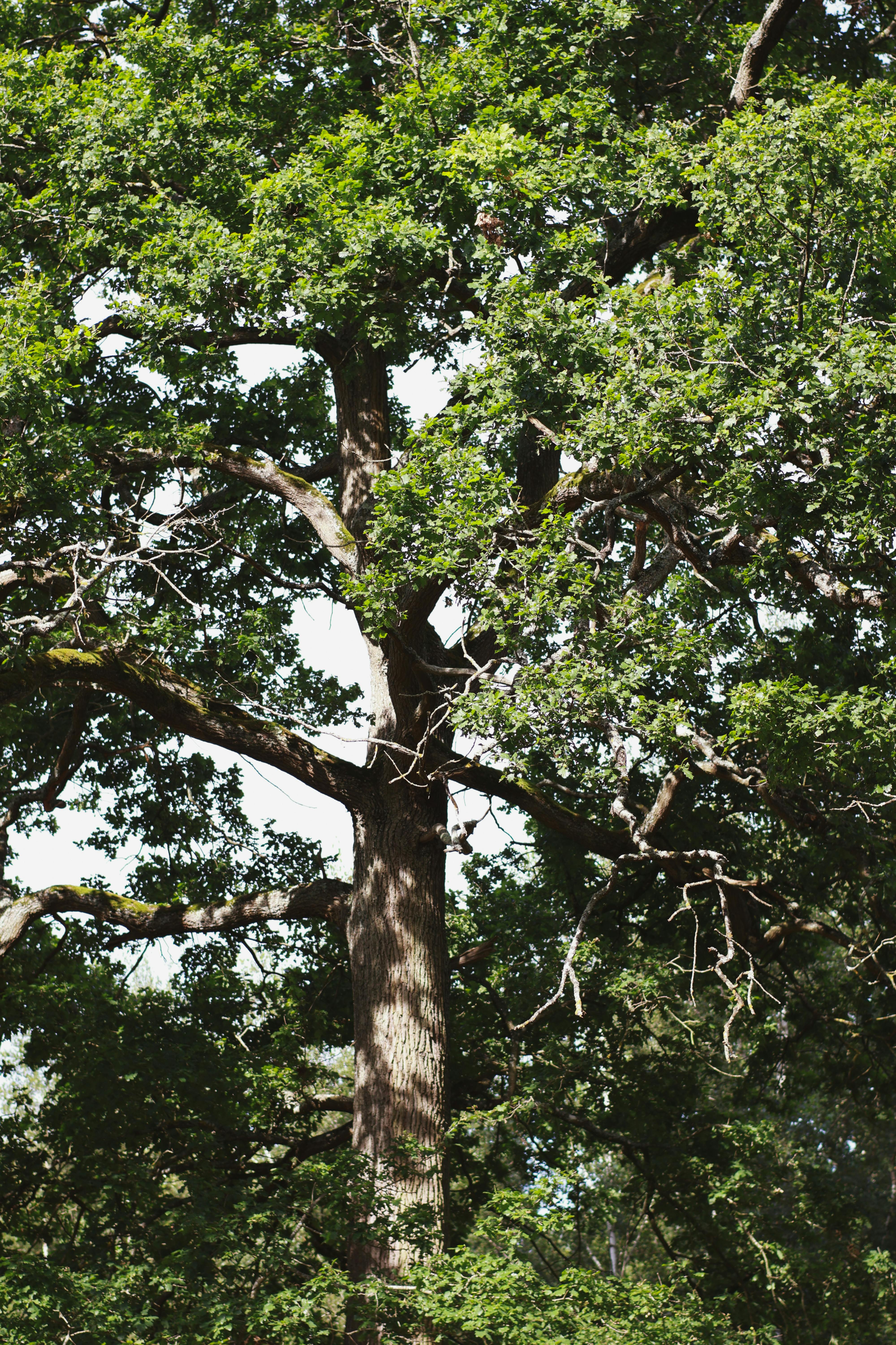 Black Leafless Tree · Free Stock Photo