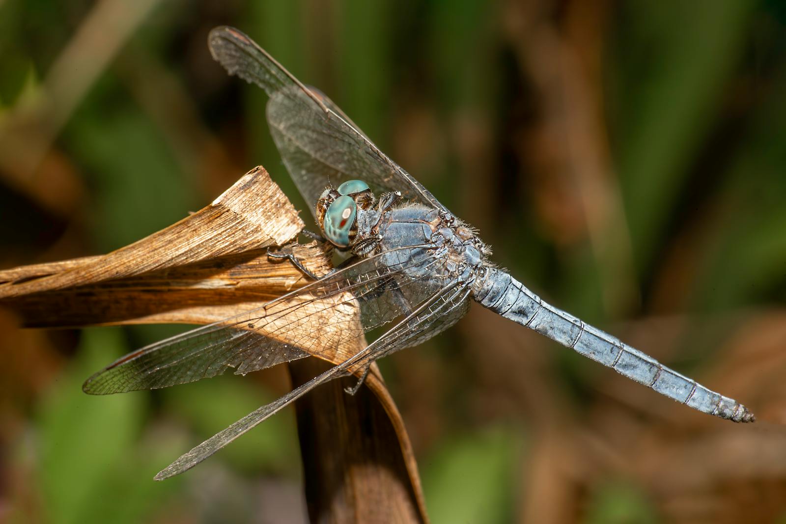 Dragonfly Images Photos, Download The BEST Free Dragonfly Images Stock ...