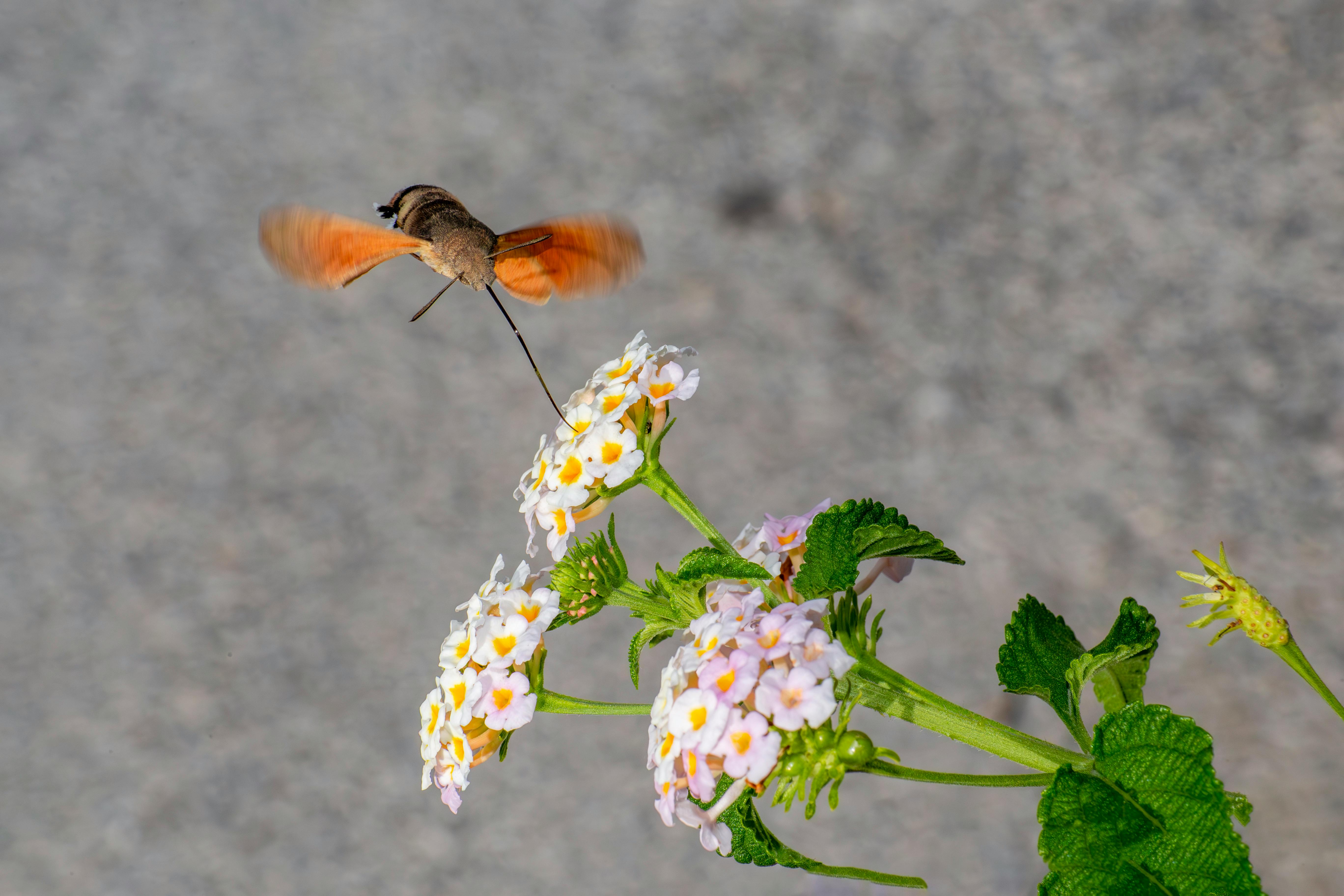 Brown Moth Hovering over Purple Flower · Free Stock Photo