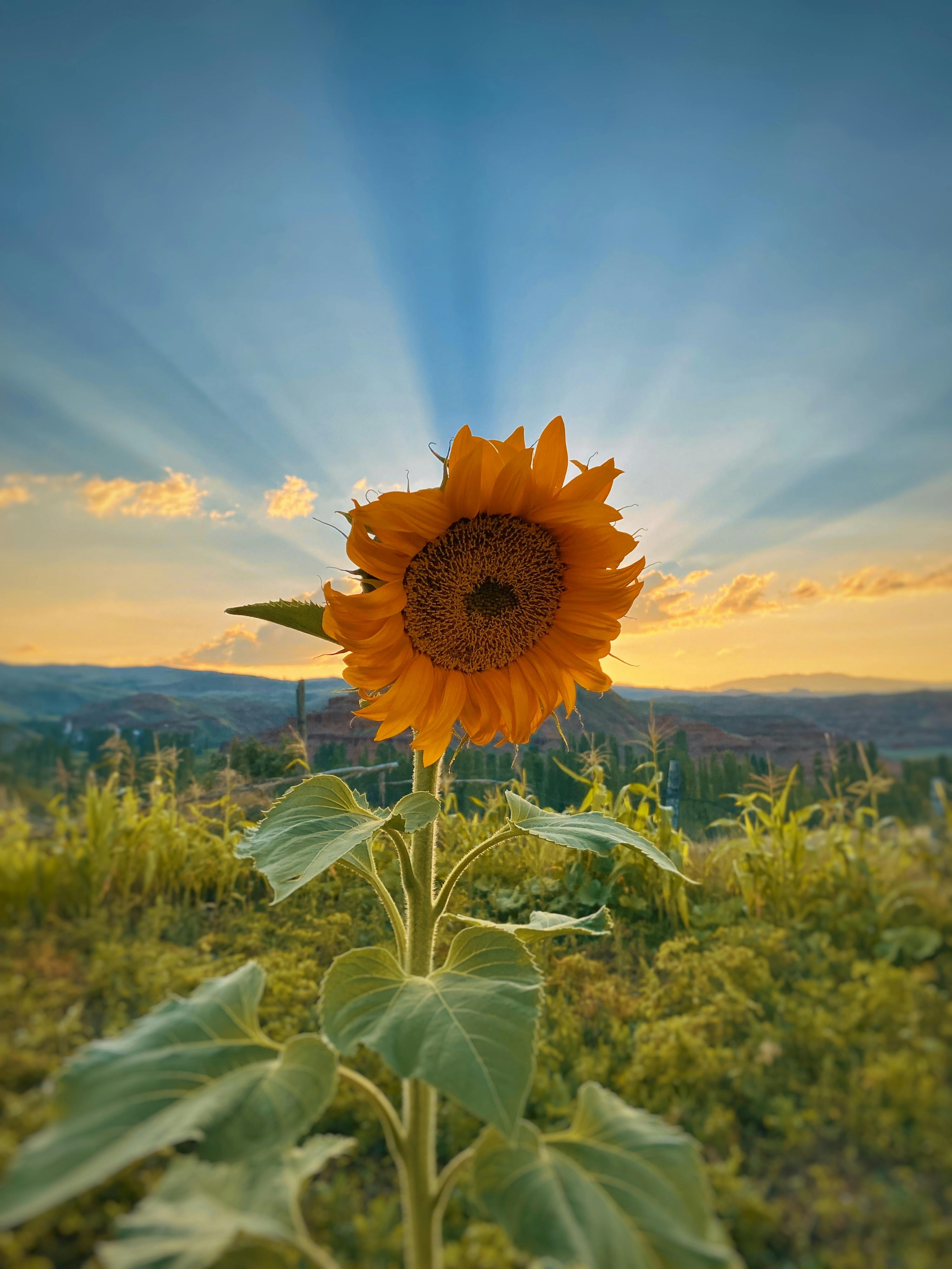 Sunflower in the sunset · Free Stock Photo