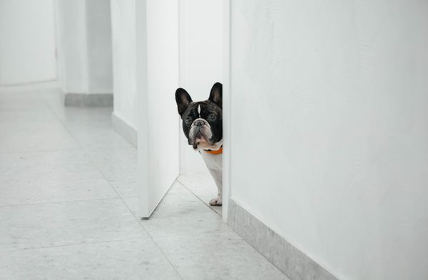 Dog 512x512 Photos, Download The BEST Free Dog 512x512 Stock Photos ...