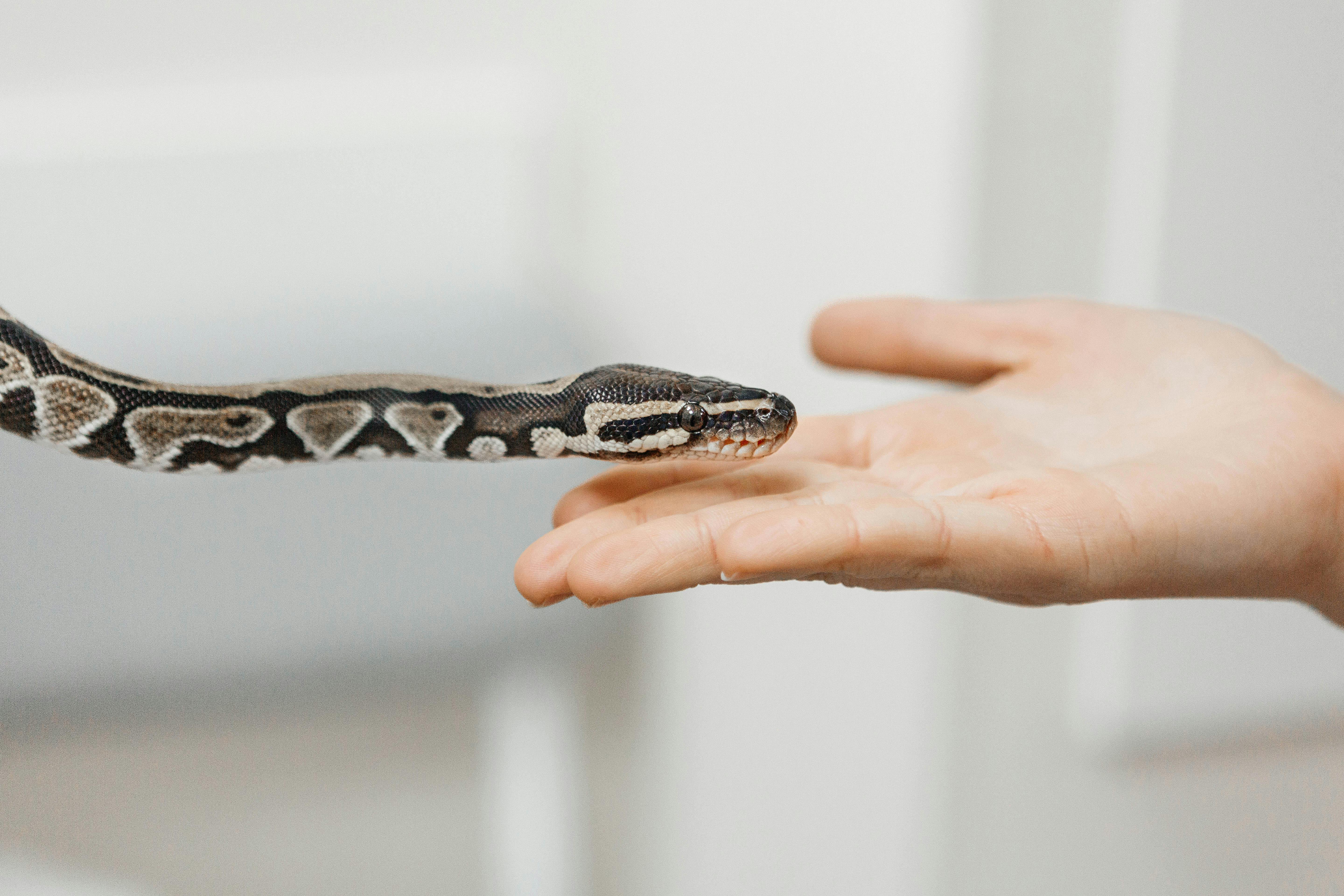 Snake Moving on Hand · Free Stock Photo