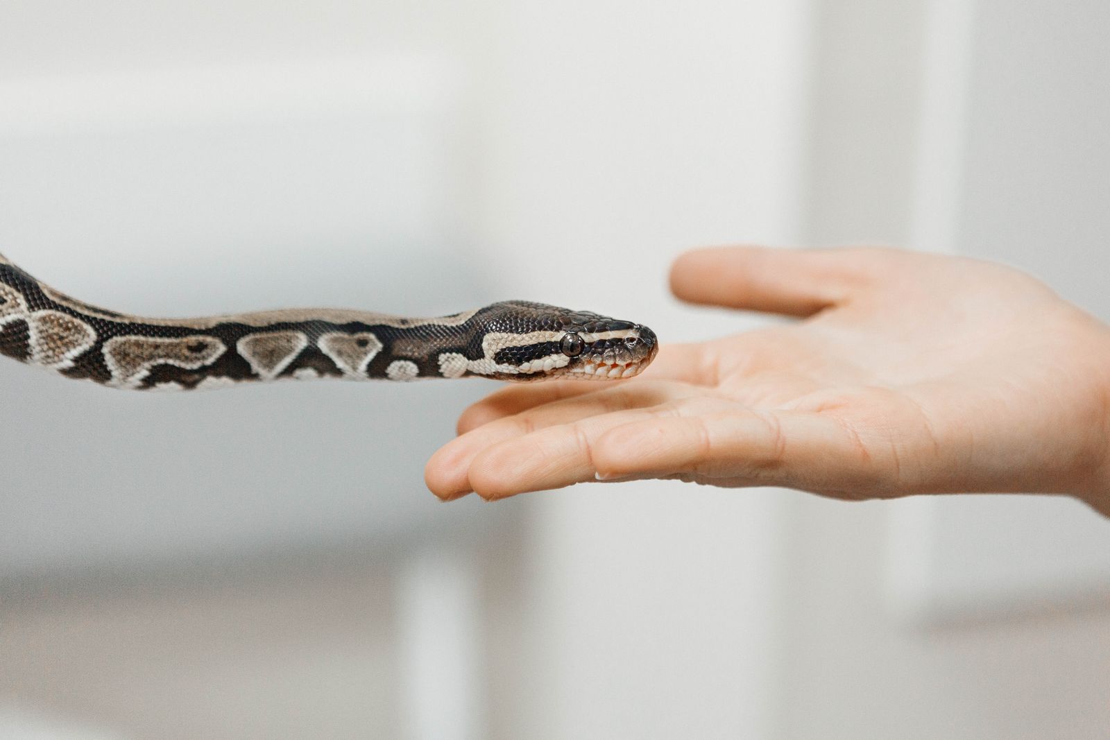 Snake Balloon Photos, Download The BEST Free Snake Balloon Stock Photos ...