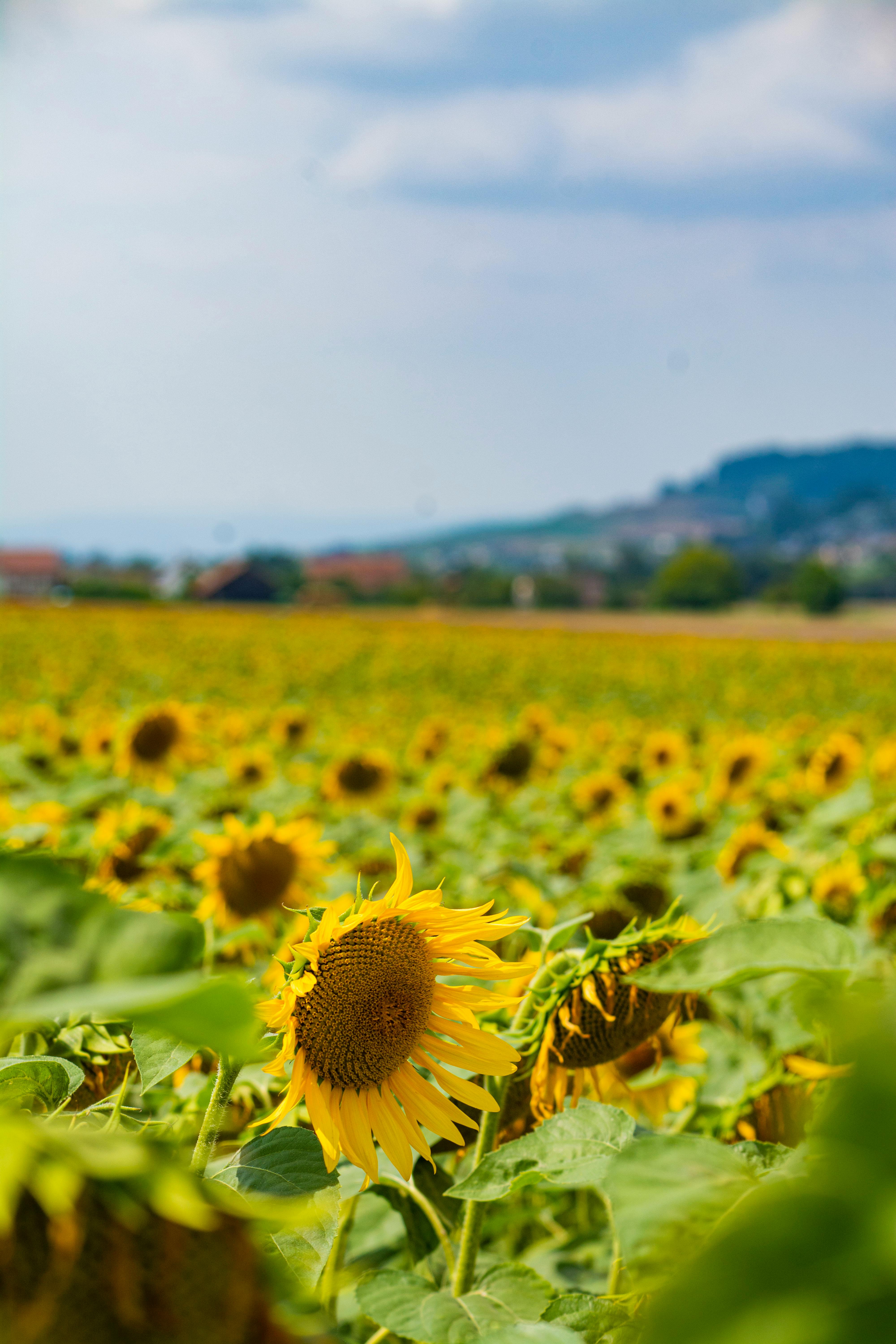 Vintage Camera Effect Photos, Download The BEST Free Vintage Camera ...