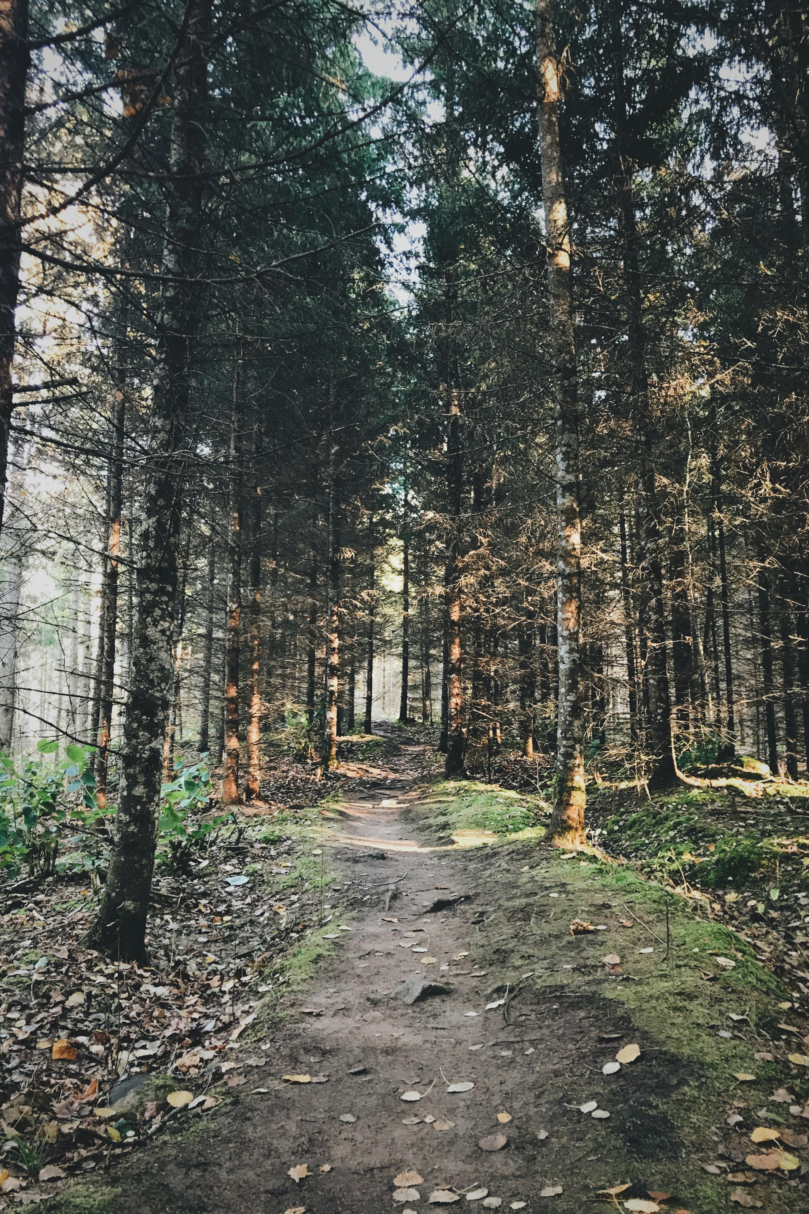 Photo of Forest During Daytime · Free Stock Photo