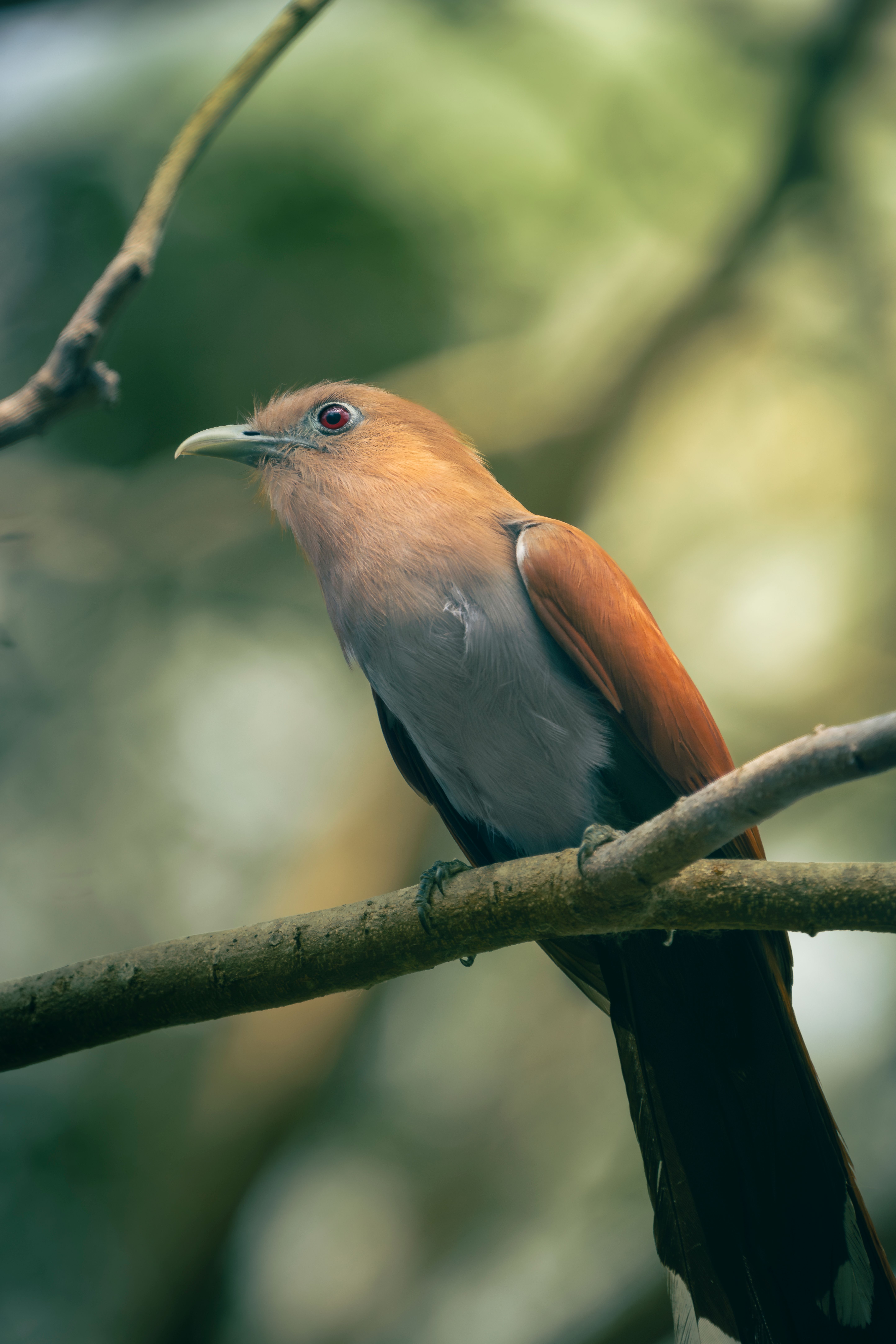 Cuclillo Canelo · Free Stock Photo