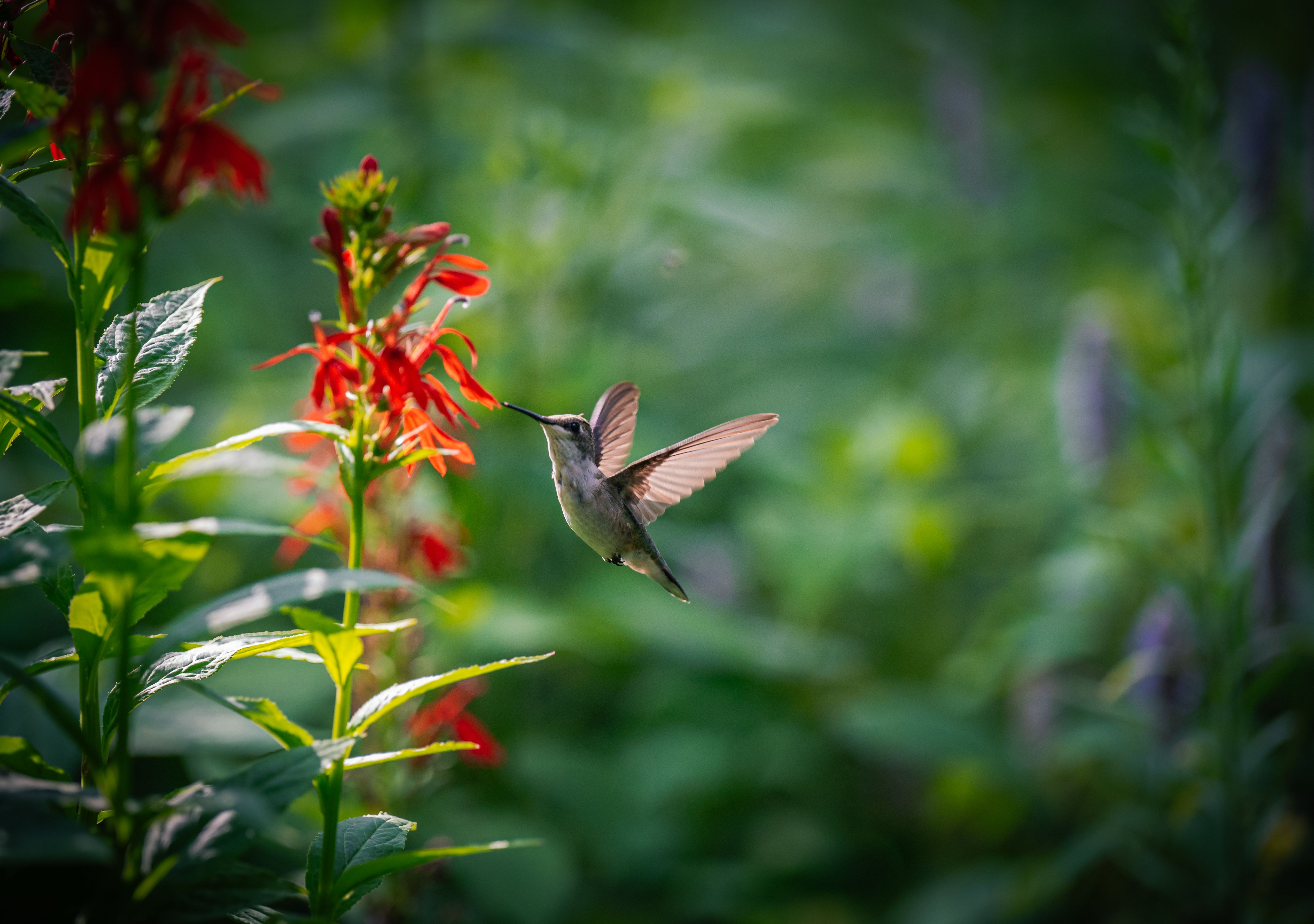 A hummingbird is flying over a flower · Free Stock Photo