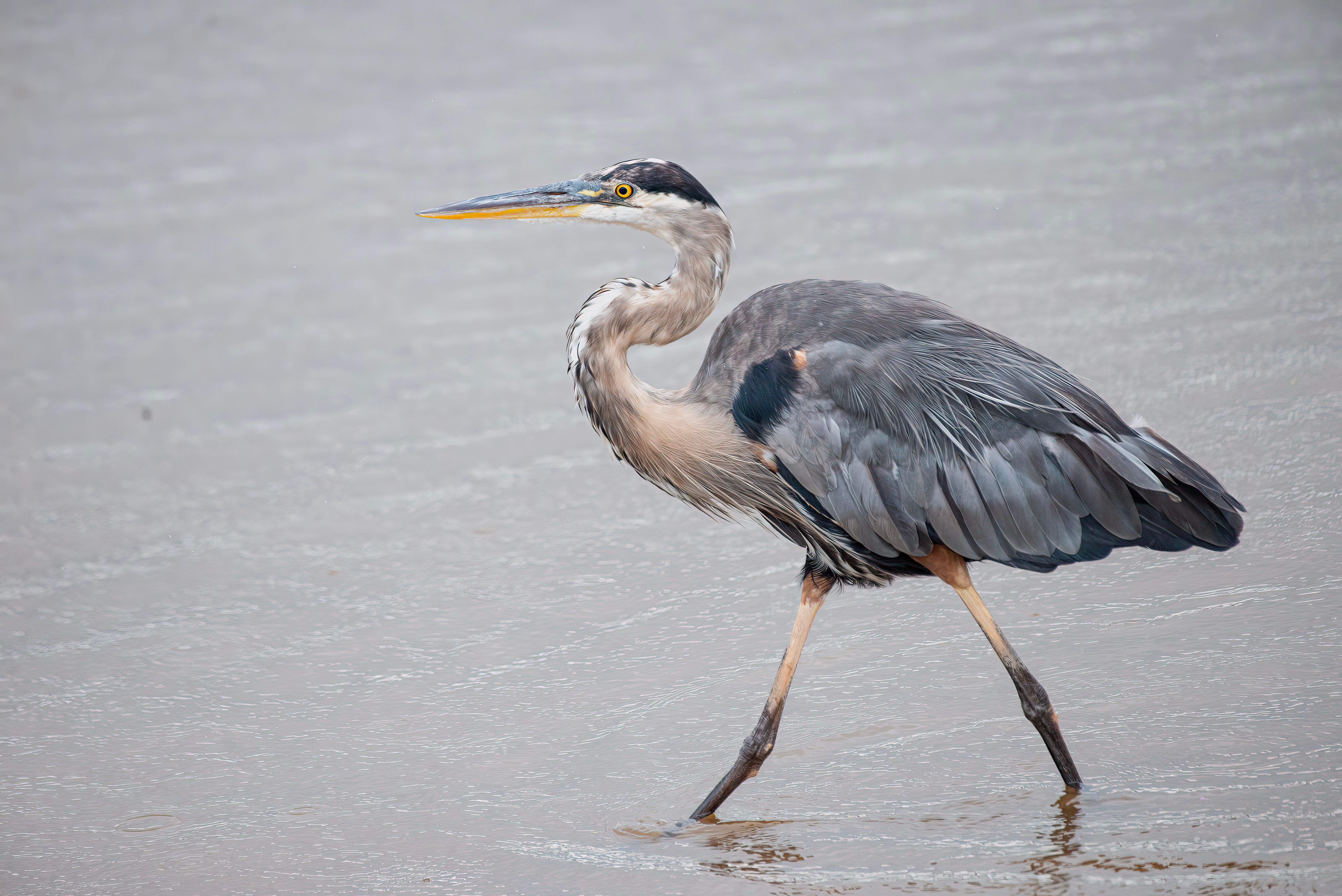 heron · Free Stock Photo