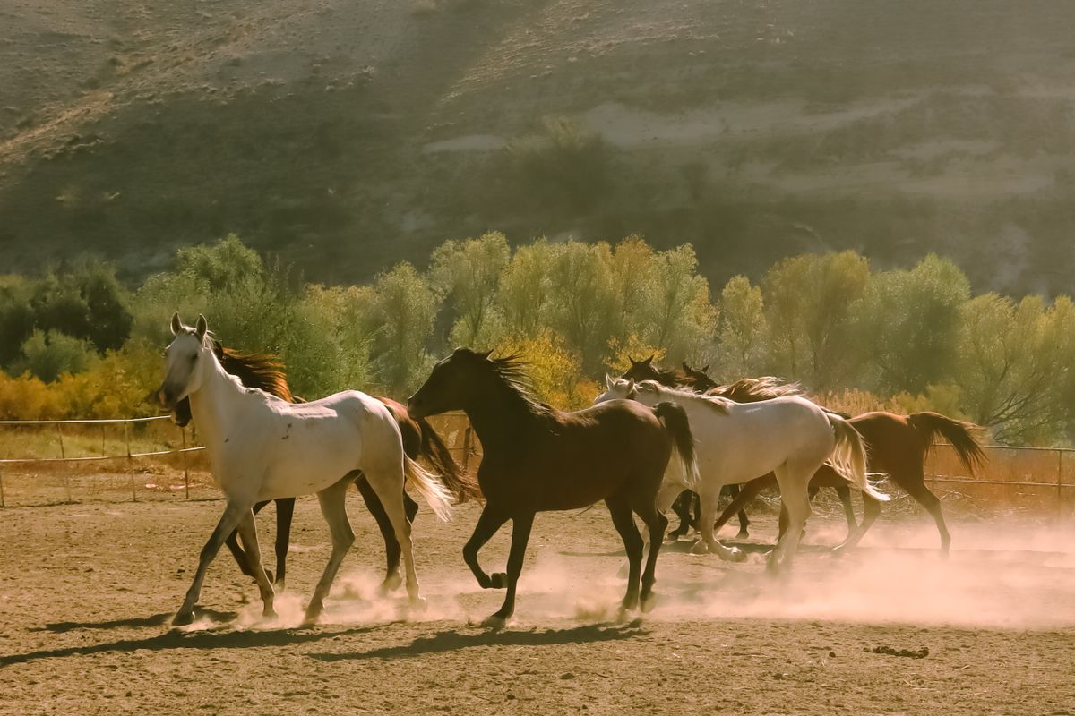 Animals Running Photos, Download The BEST Free Animals Running Stock ...