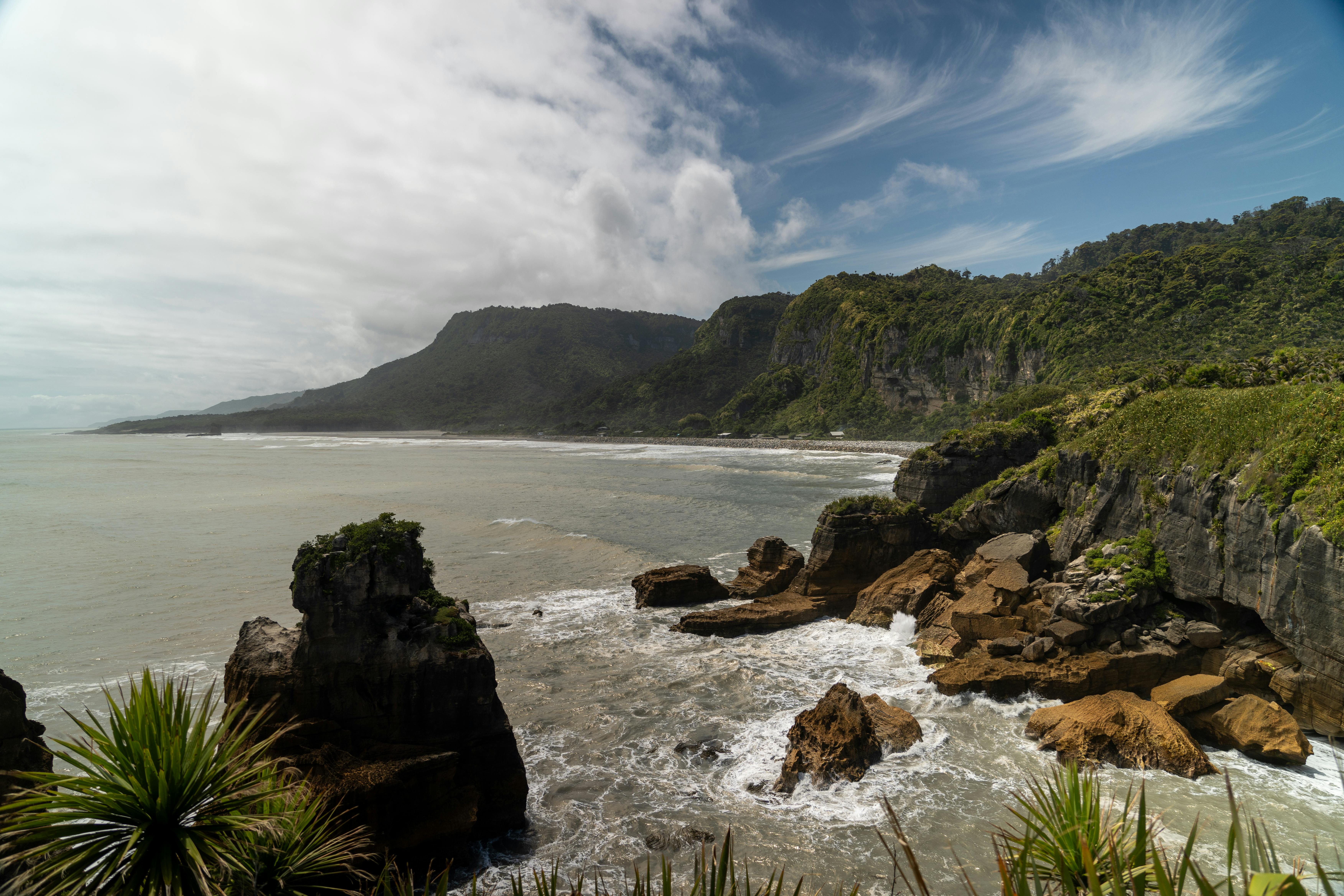 Nikau Palms Photos, Download The BEST Free Nikau Palms Stock Photos ...