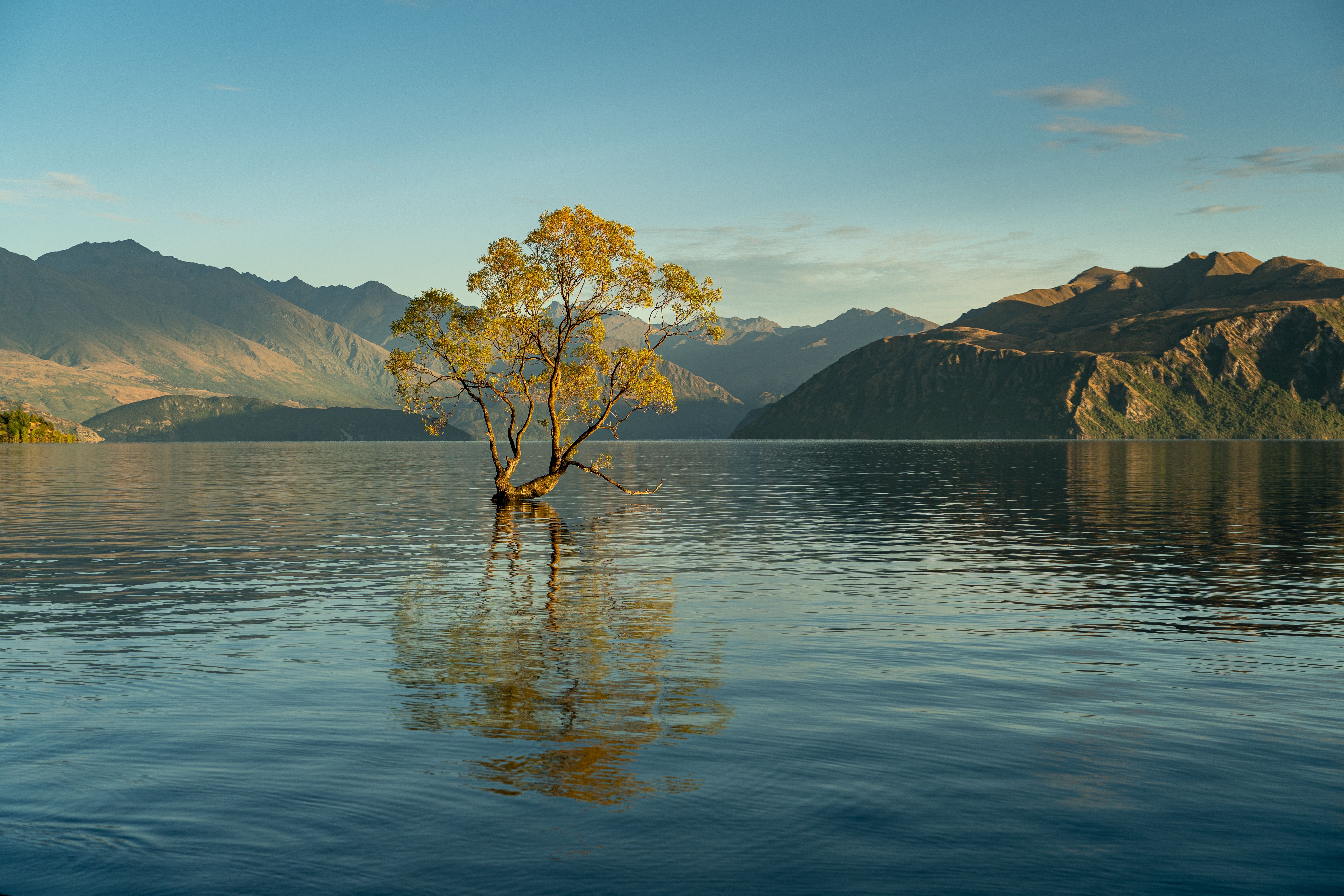 A lone tree in the middle of a lake with mountains in the background ...