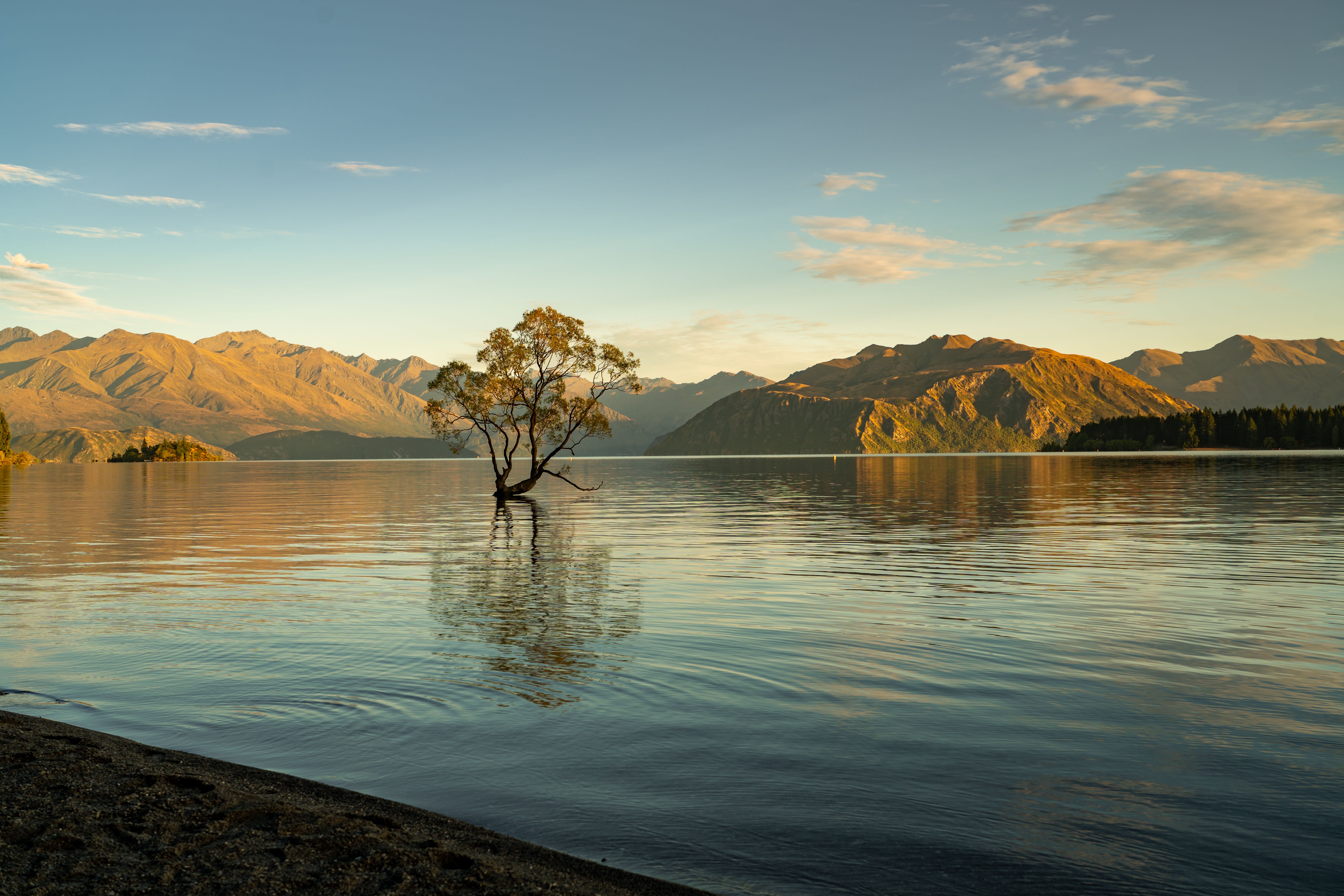 A lone tree on the shore of a lake · Free Stock Photo