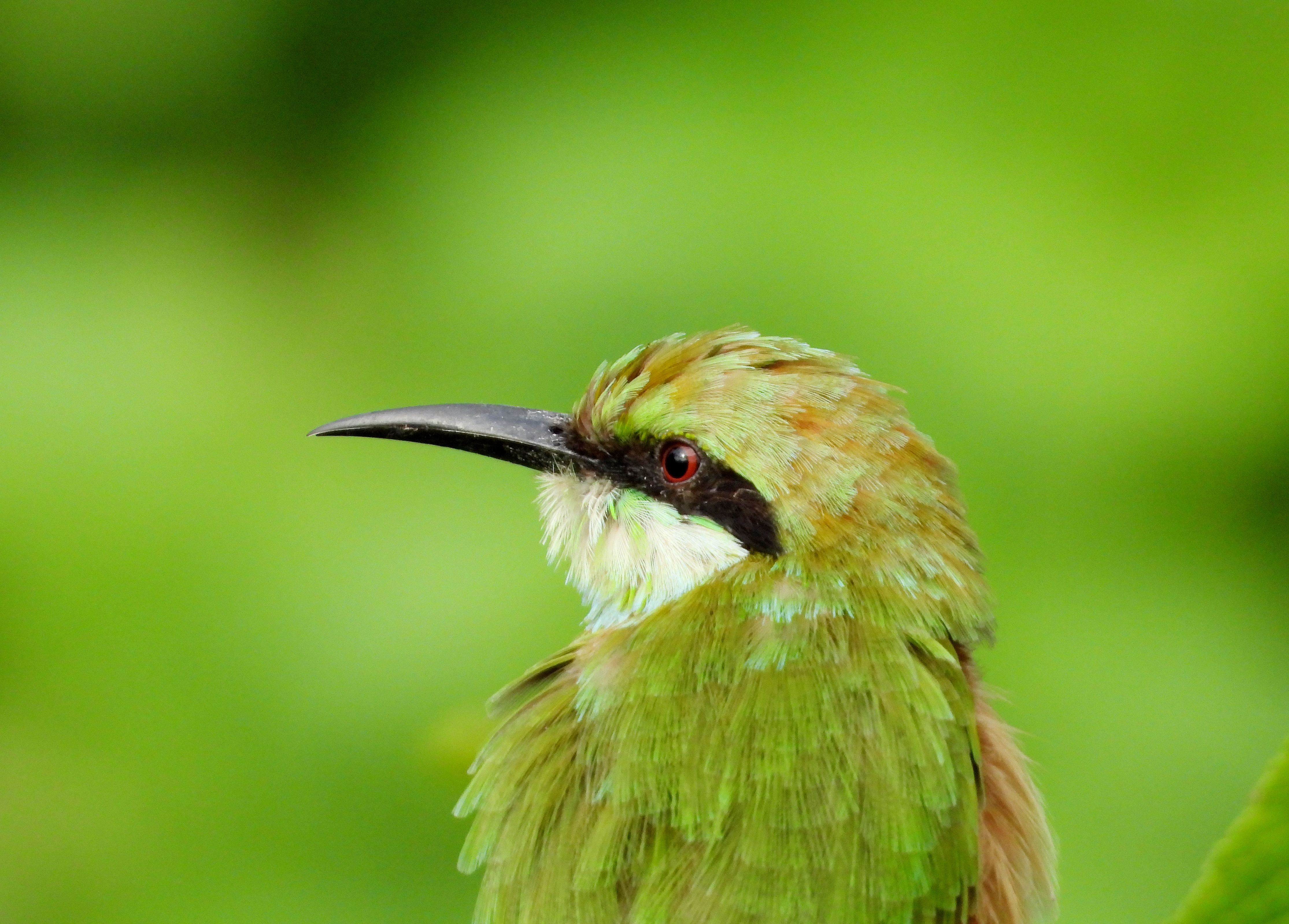 A bird with a green beak and a long tail · Free Stock Photo