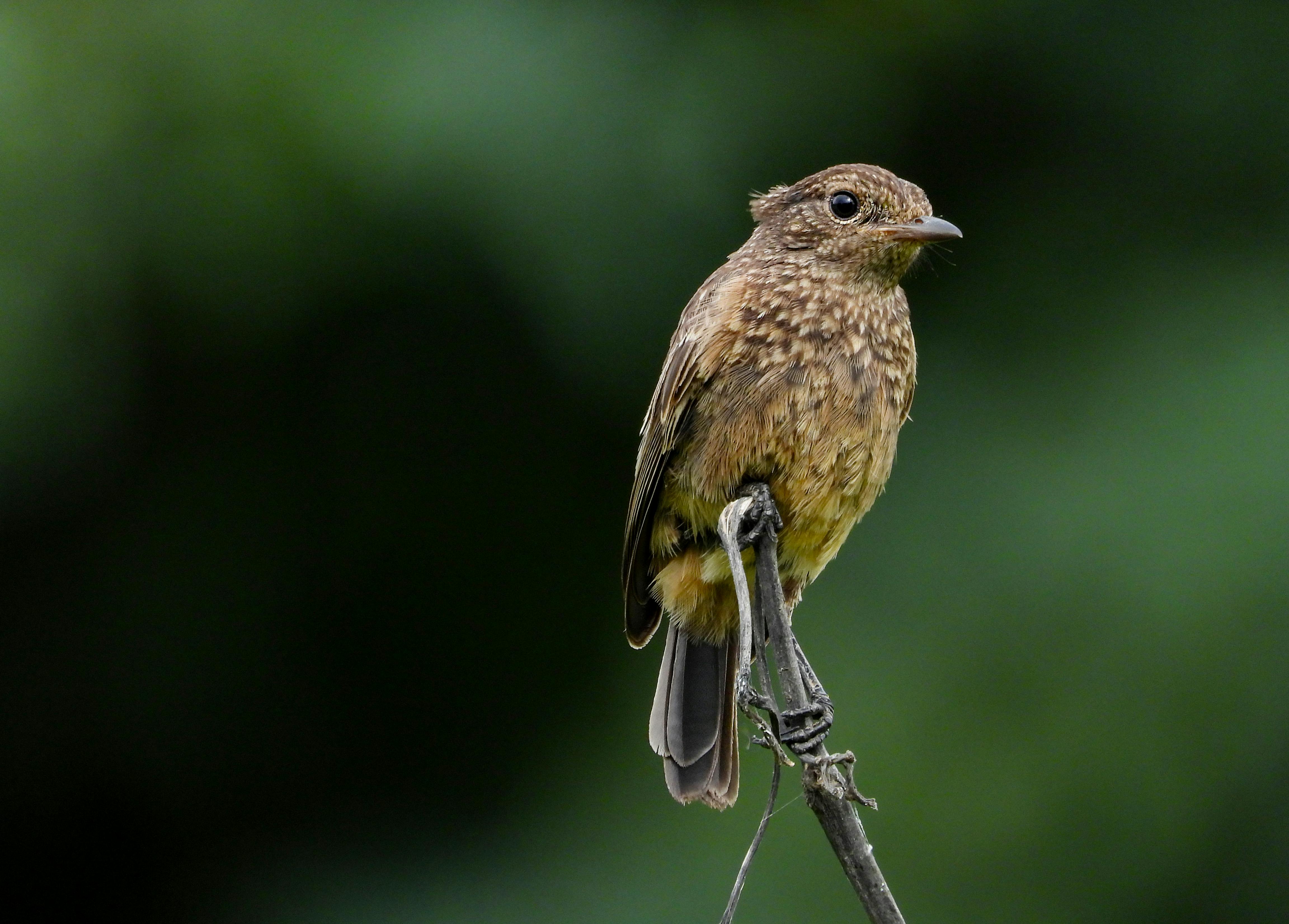 Photo of Bird on Mossy Rock · Free Stock Photo