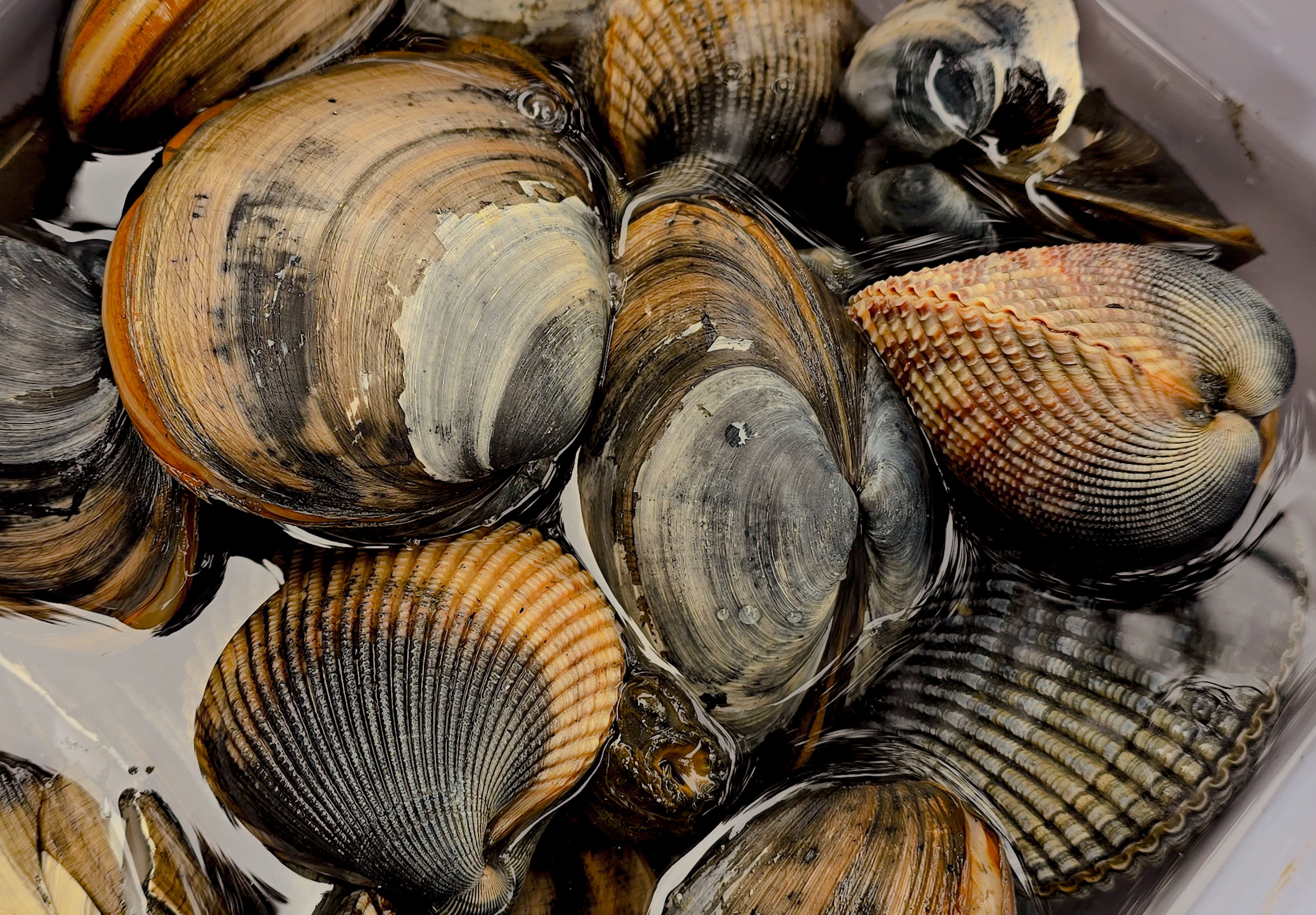 A close up of a bunch of clams in a container · Free Stock Photo