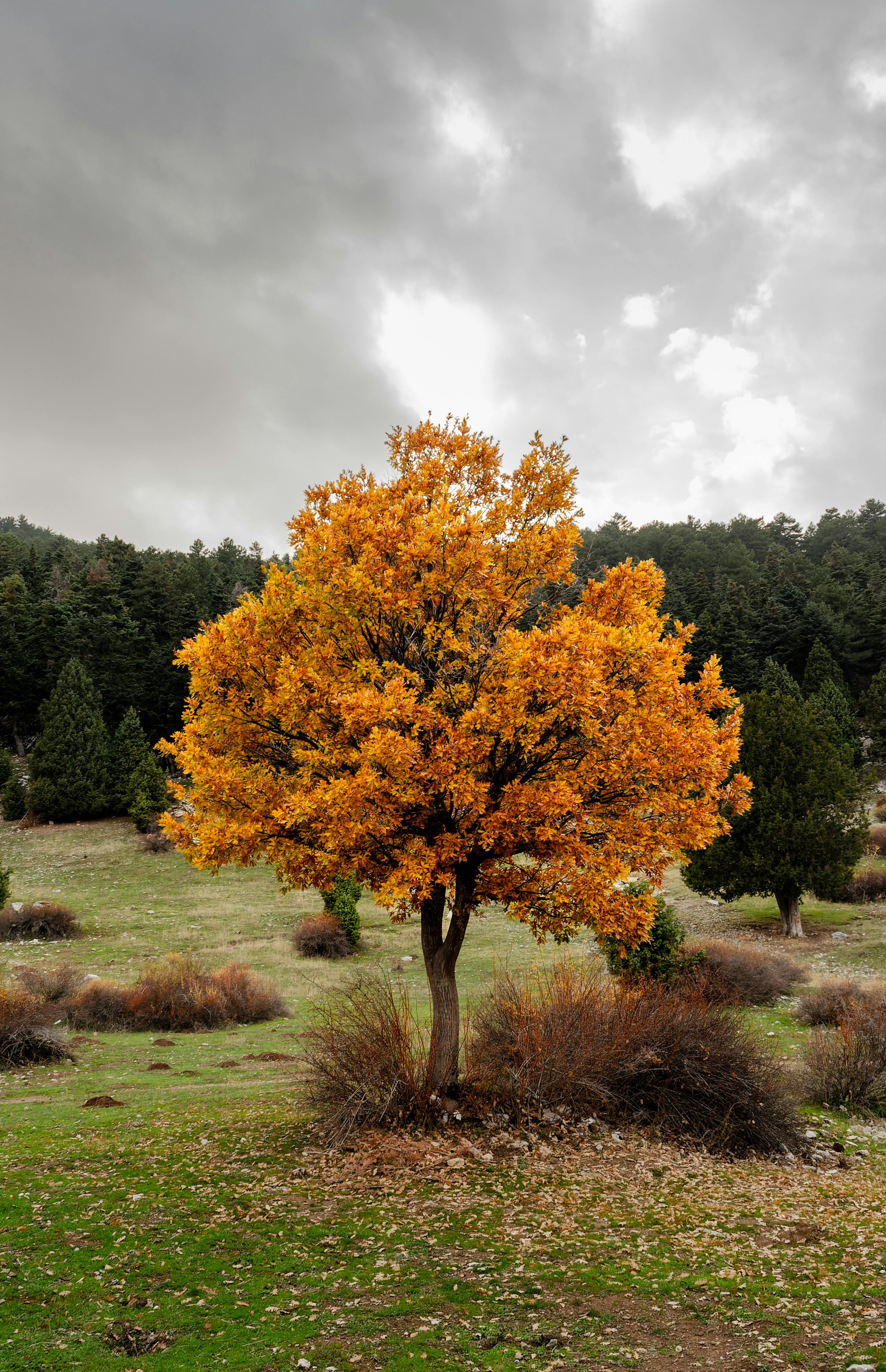 Golden tree in meadow · Free Stock Photo