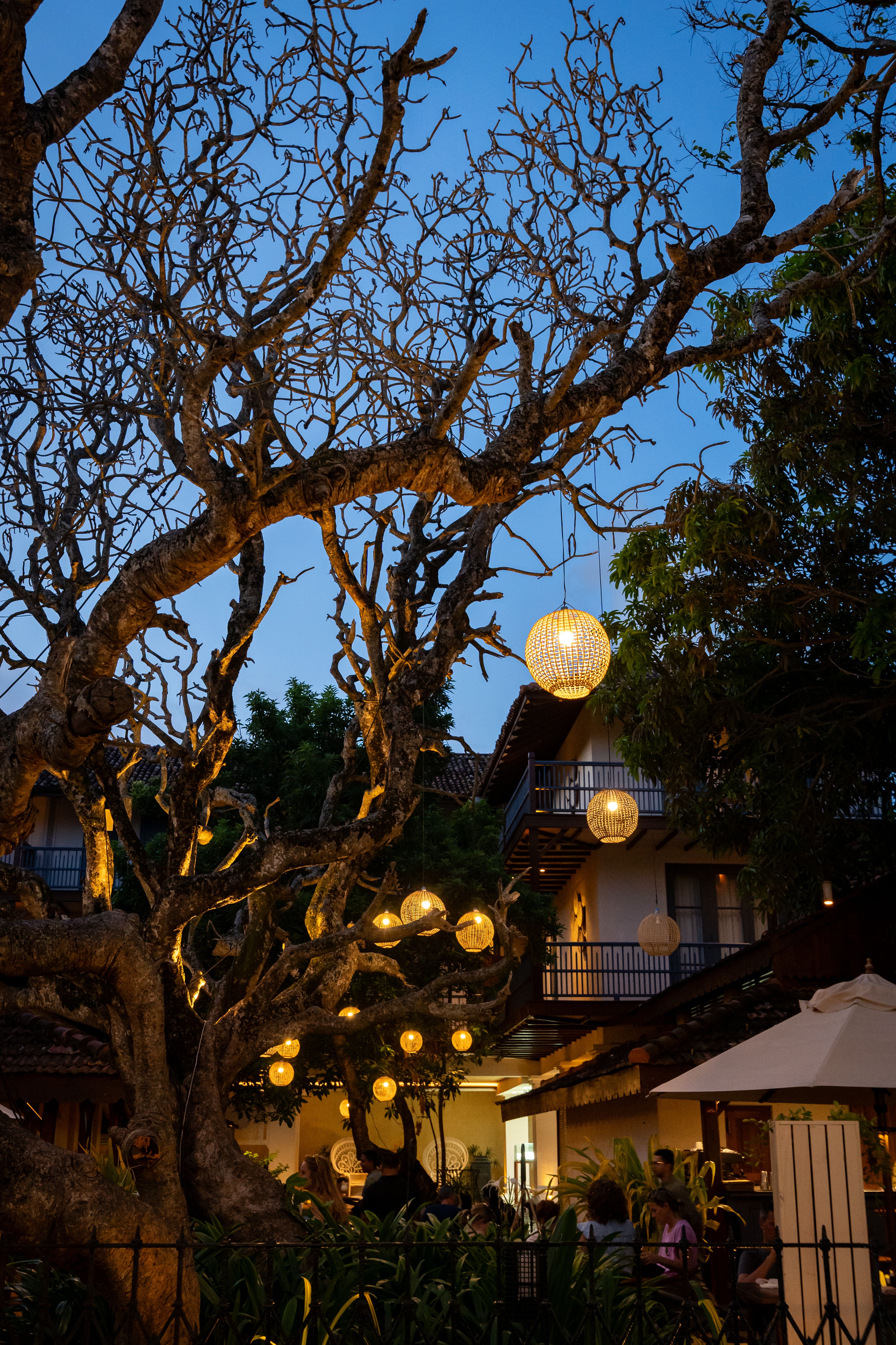 A tree with lanterns hanging from it at night · Free Stock Photo