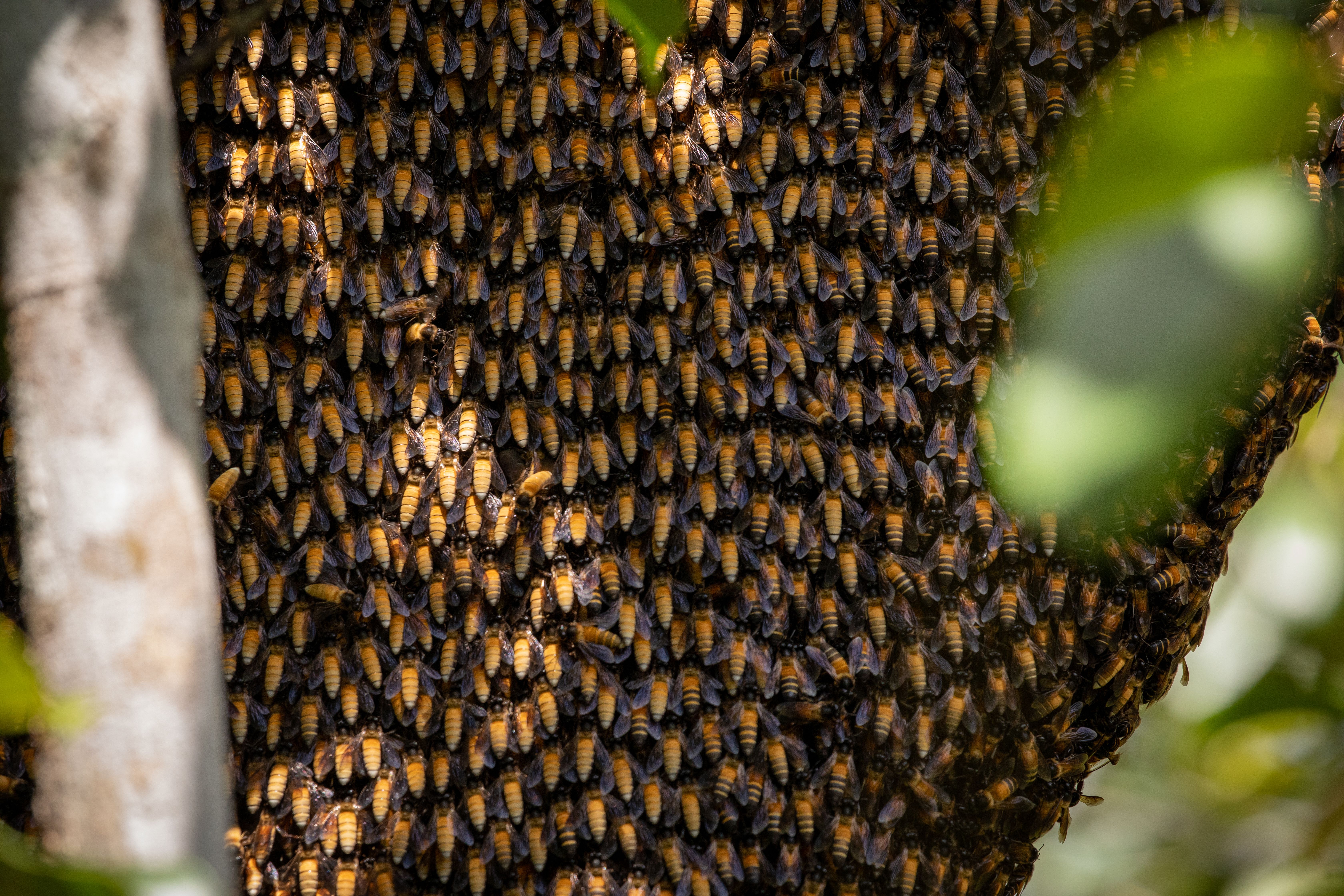 Wild Honey Comb Photos, Download The BEST Free Wild Honey Comb Stock ...