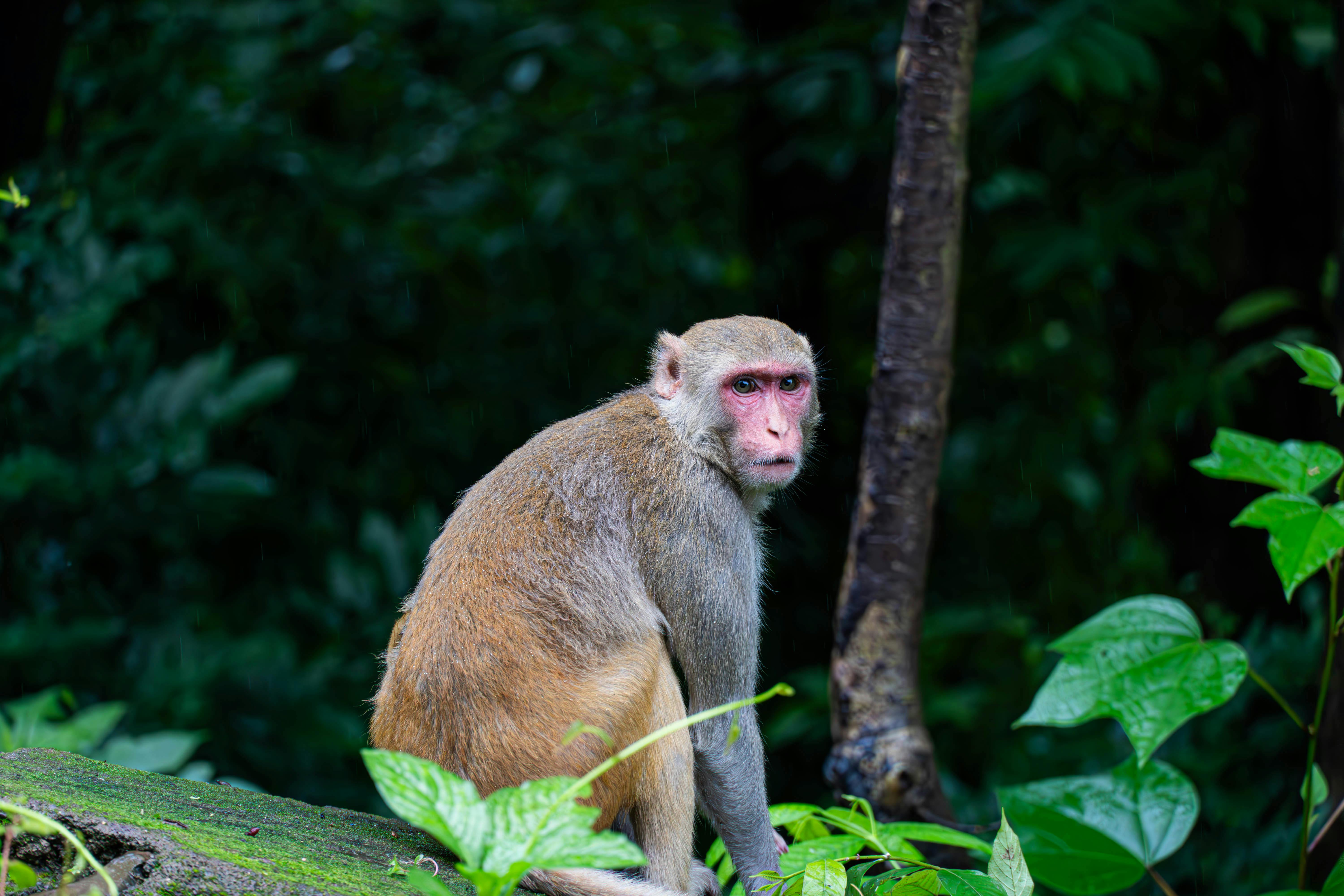 Monkey in nature · Free Stock Photo