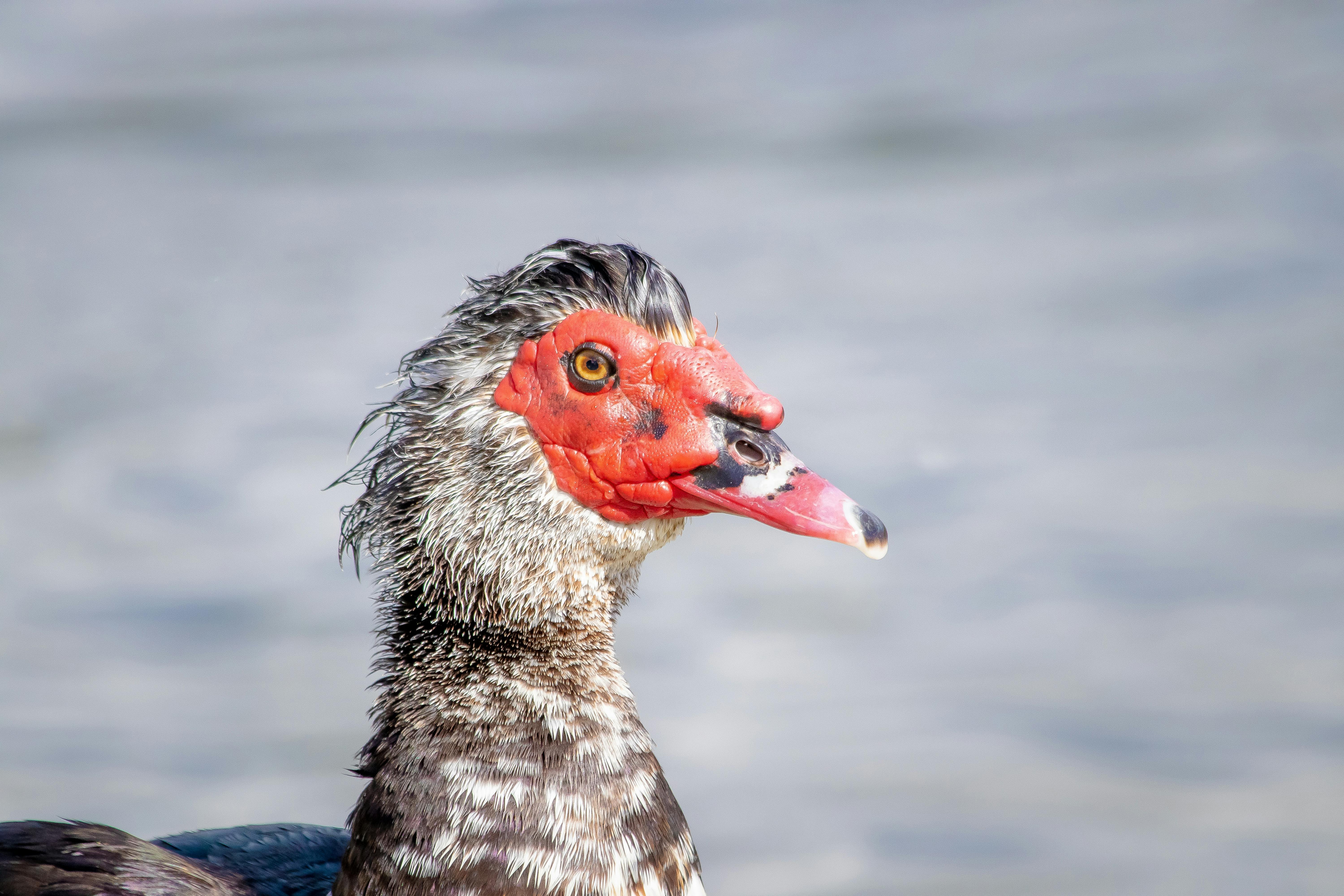 White and Brown Duck With Yellow and Black Ducklings Walking in Gray ...