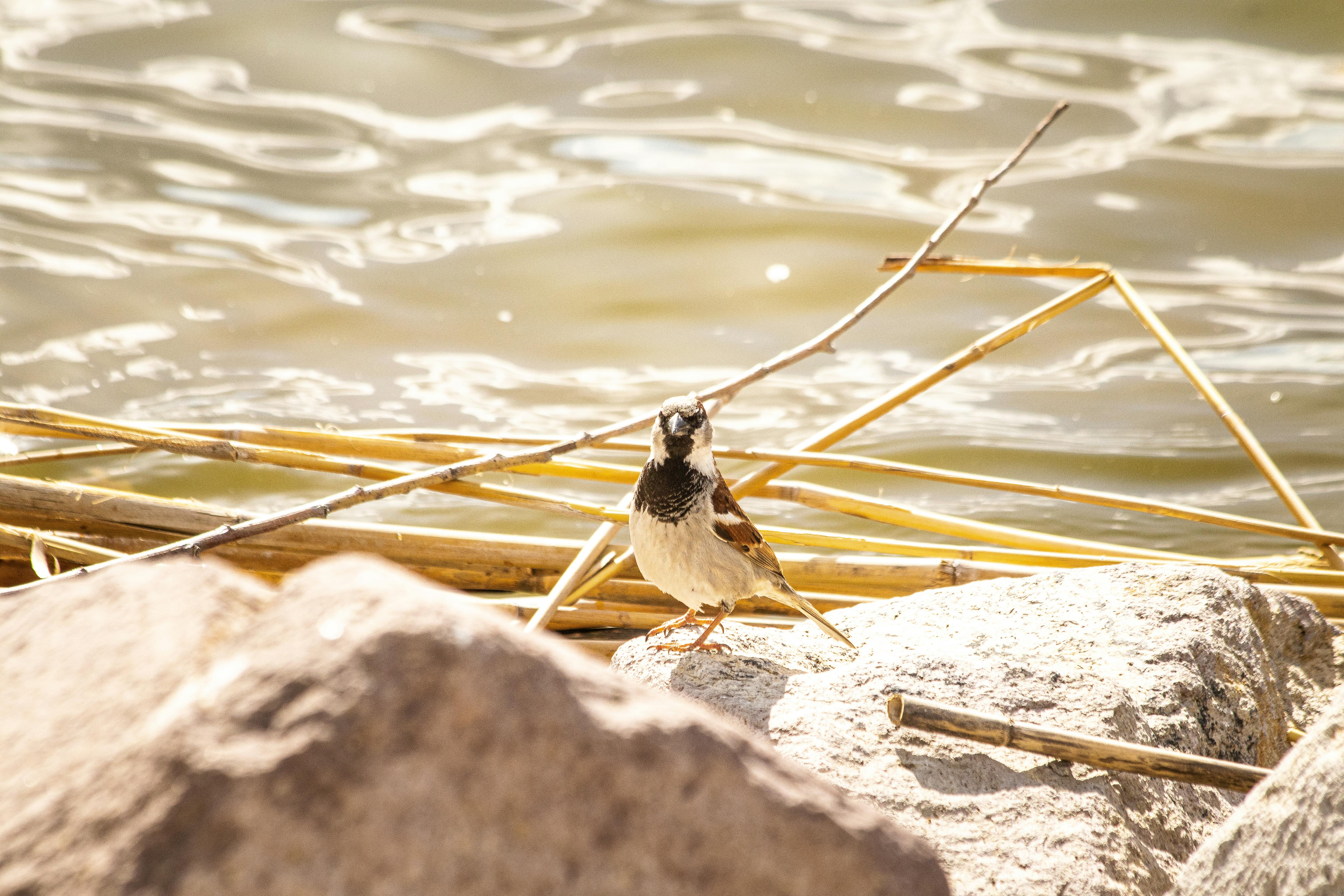 Free No Copyright Boulder Photos, Download The BEST Free Free No ...