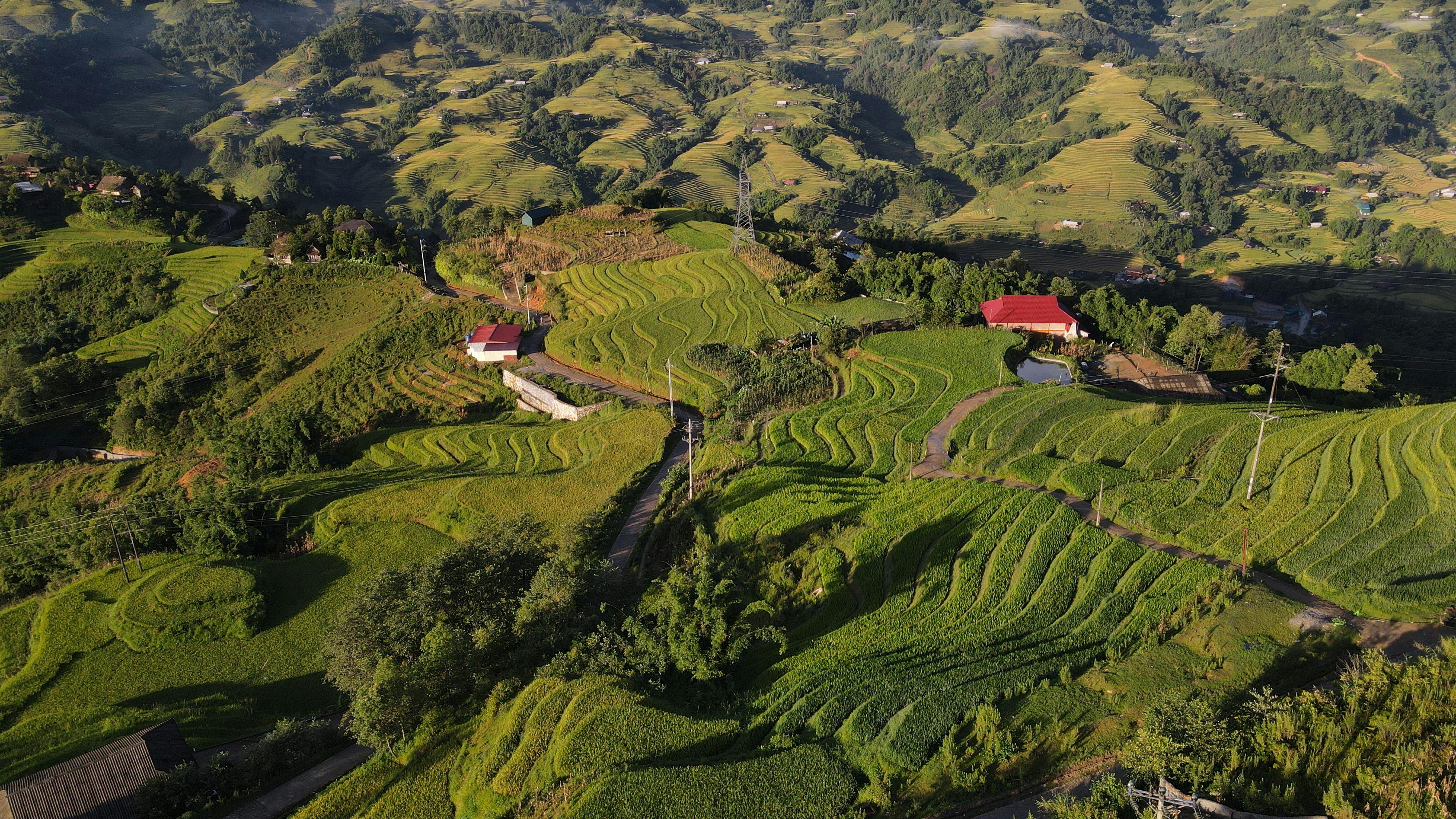 An aerial view of a rice field and a house · Free Stock Photo