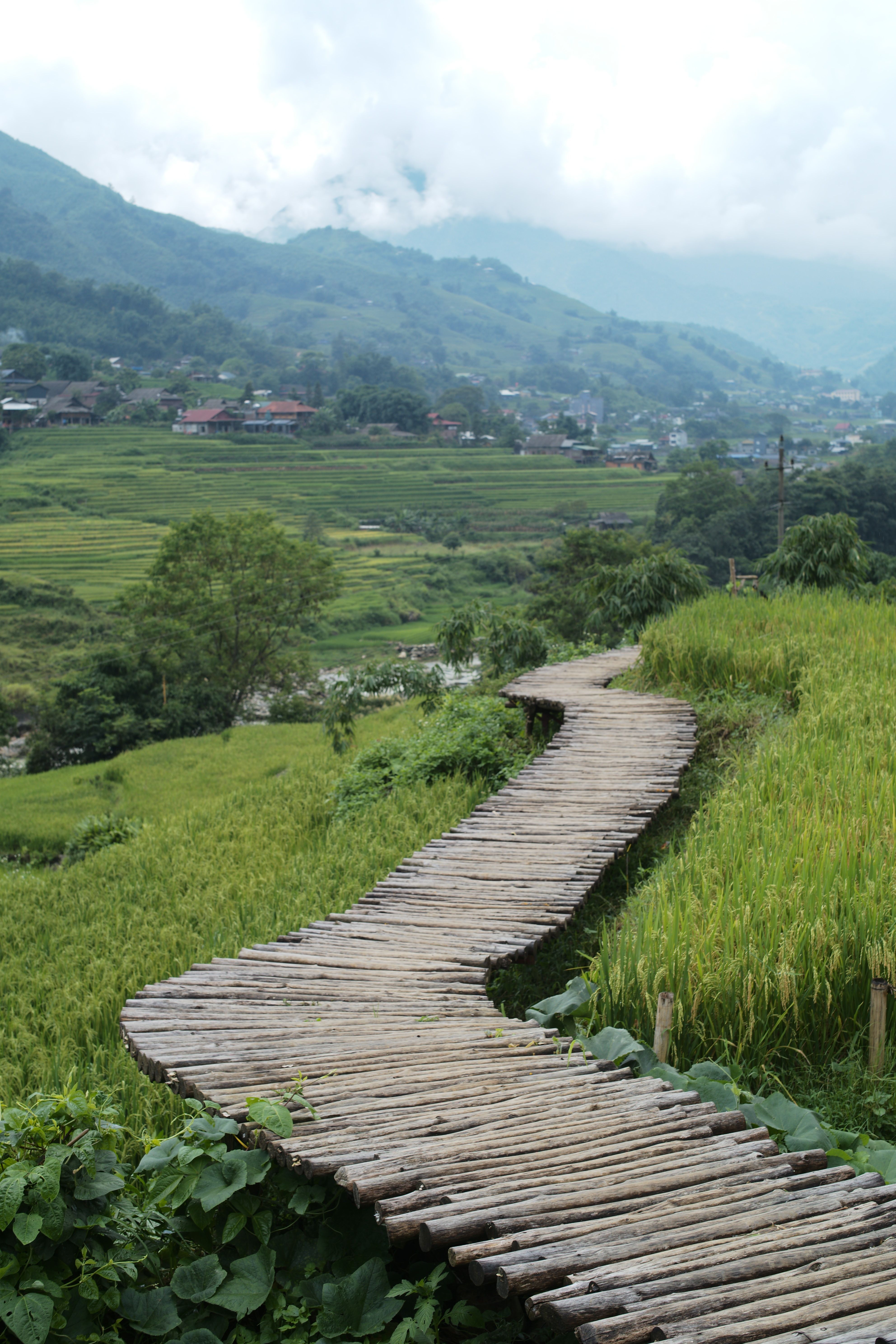 A wooden path leading to a rice field · Free Stock Photo