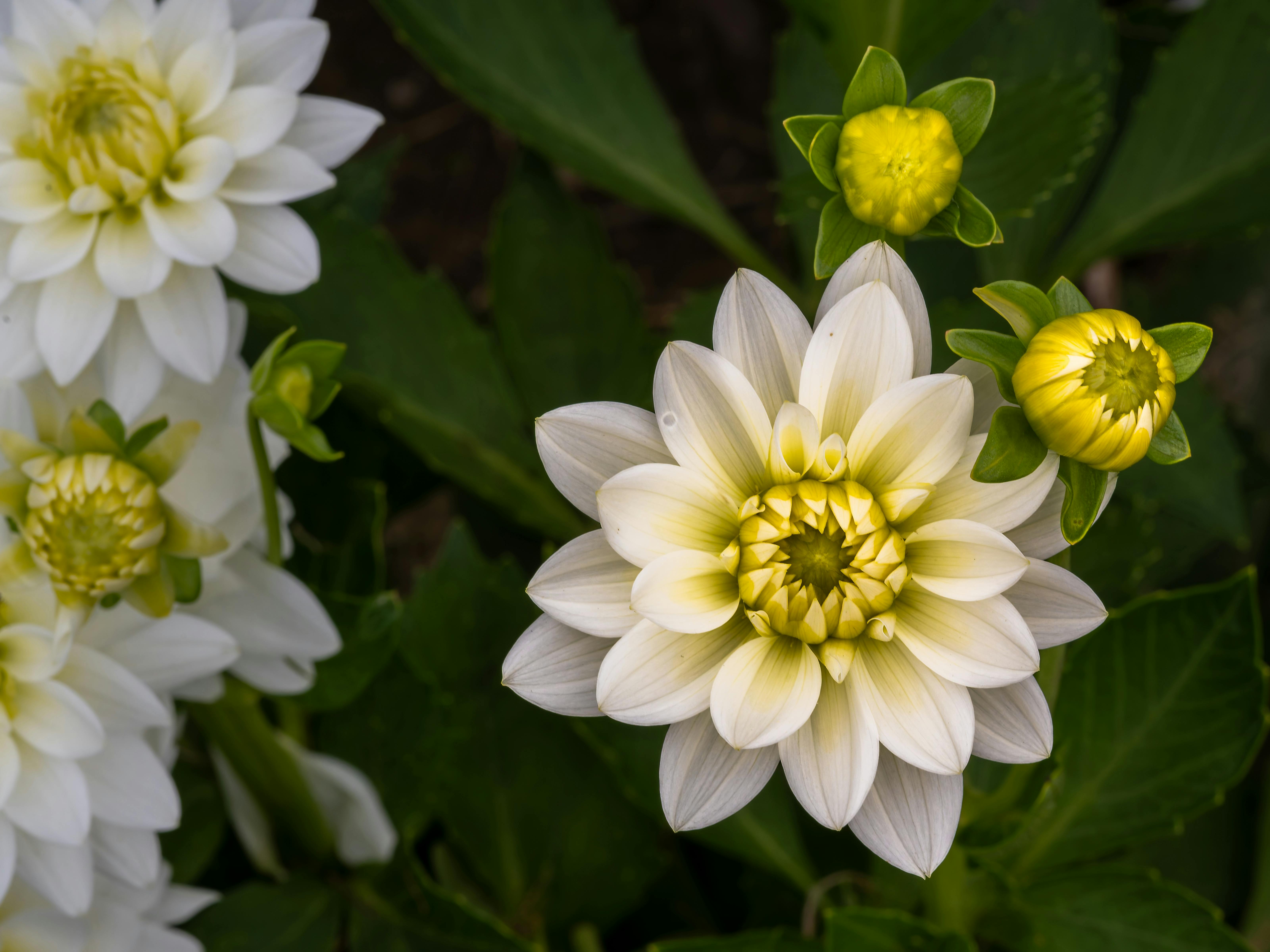 Foto stok gratis tentang 4k hintergrundbild, alam, batang, berbunga ...