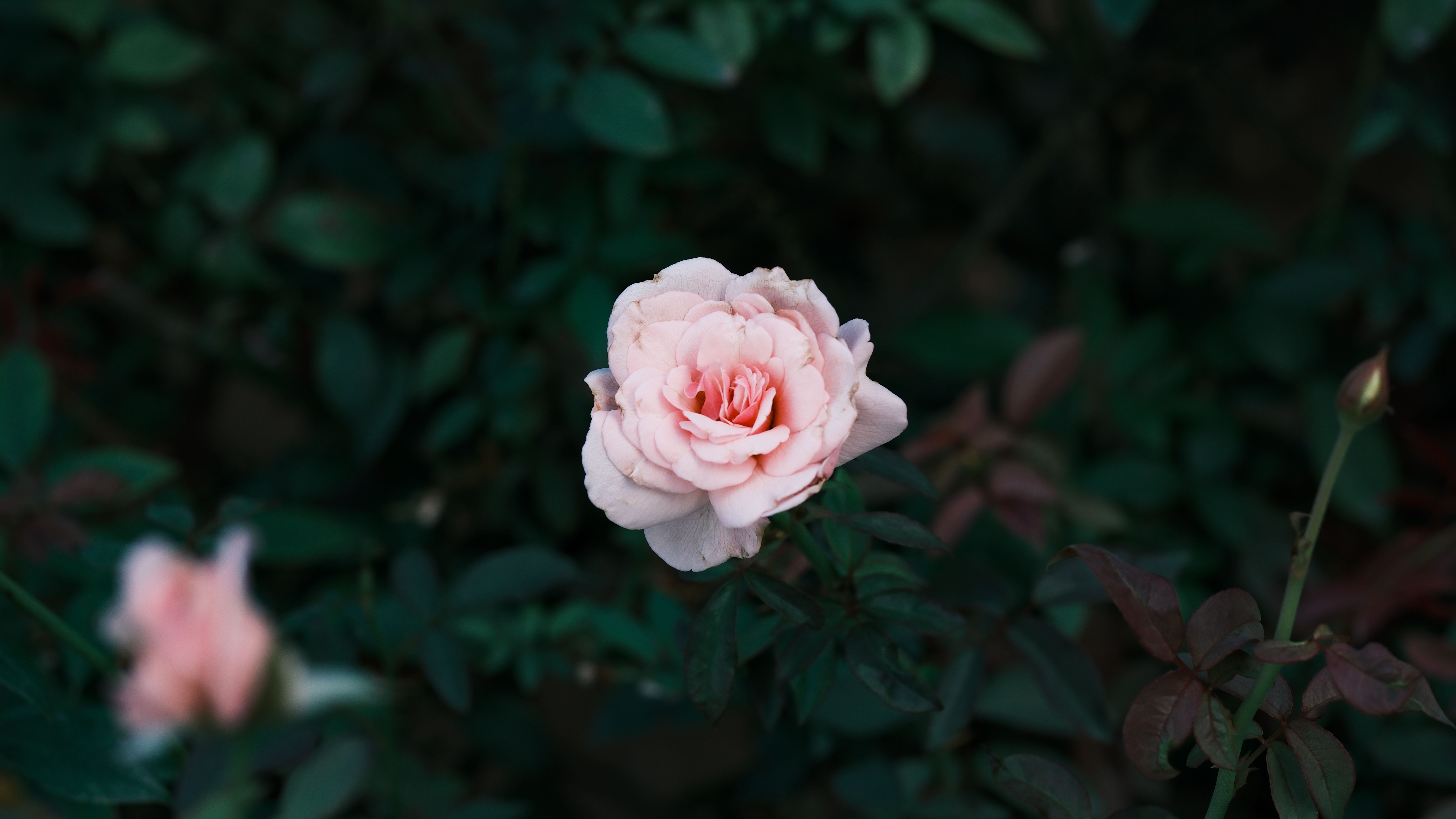 A single pink rose in the middle of a bush · Free Stock Photo