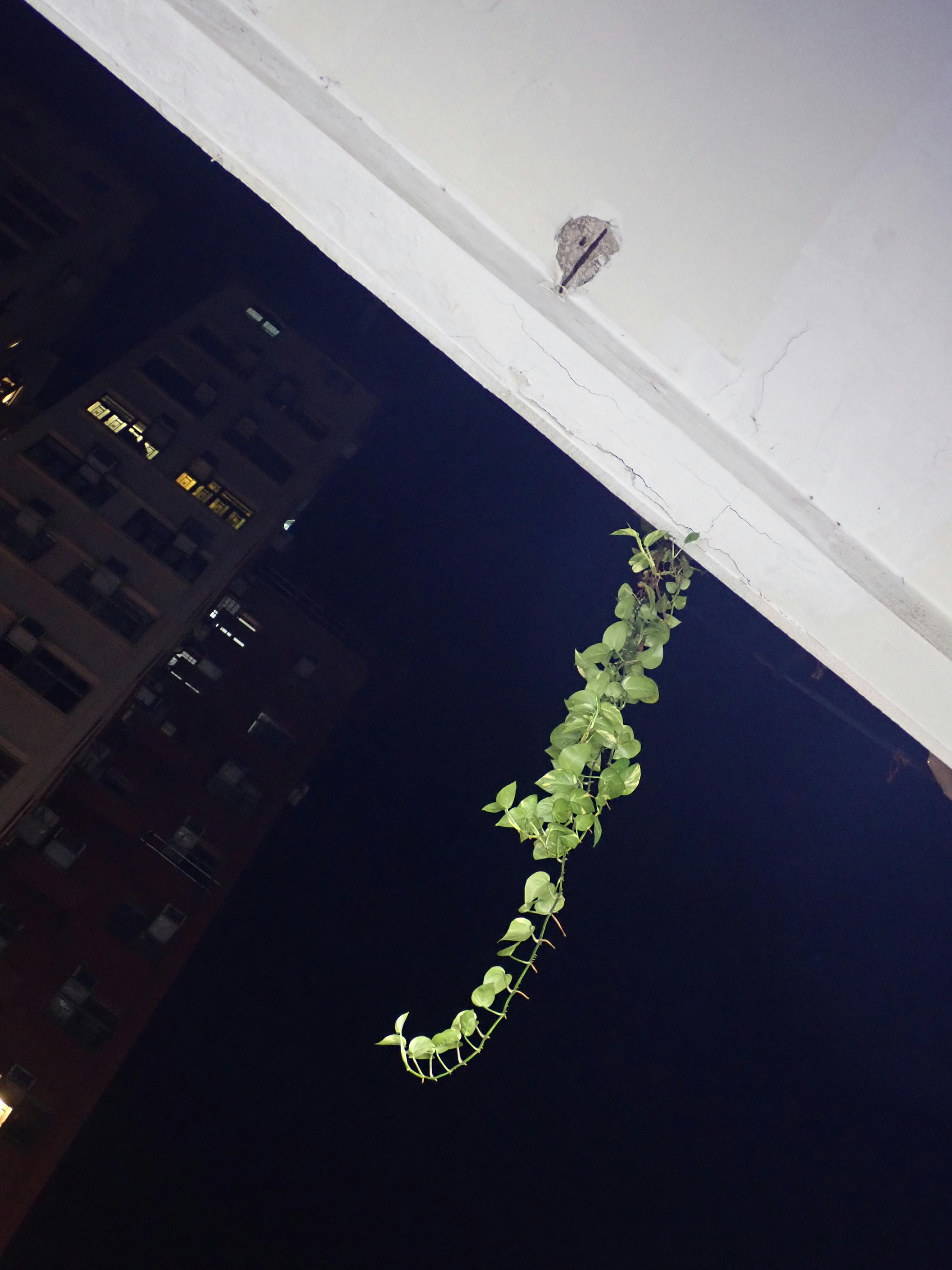 terry narcissan tsui - Fotografie