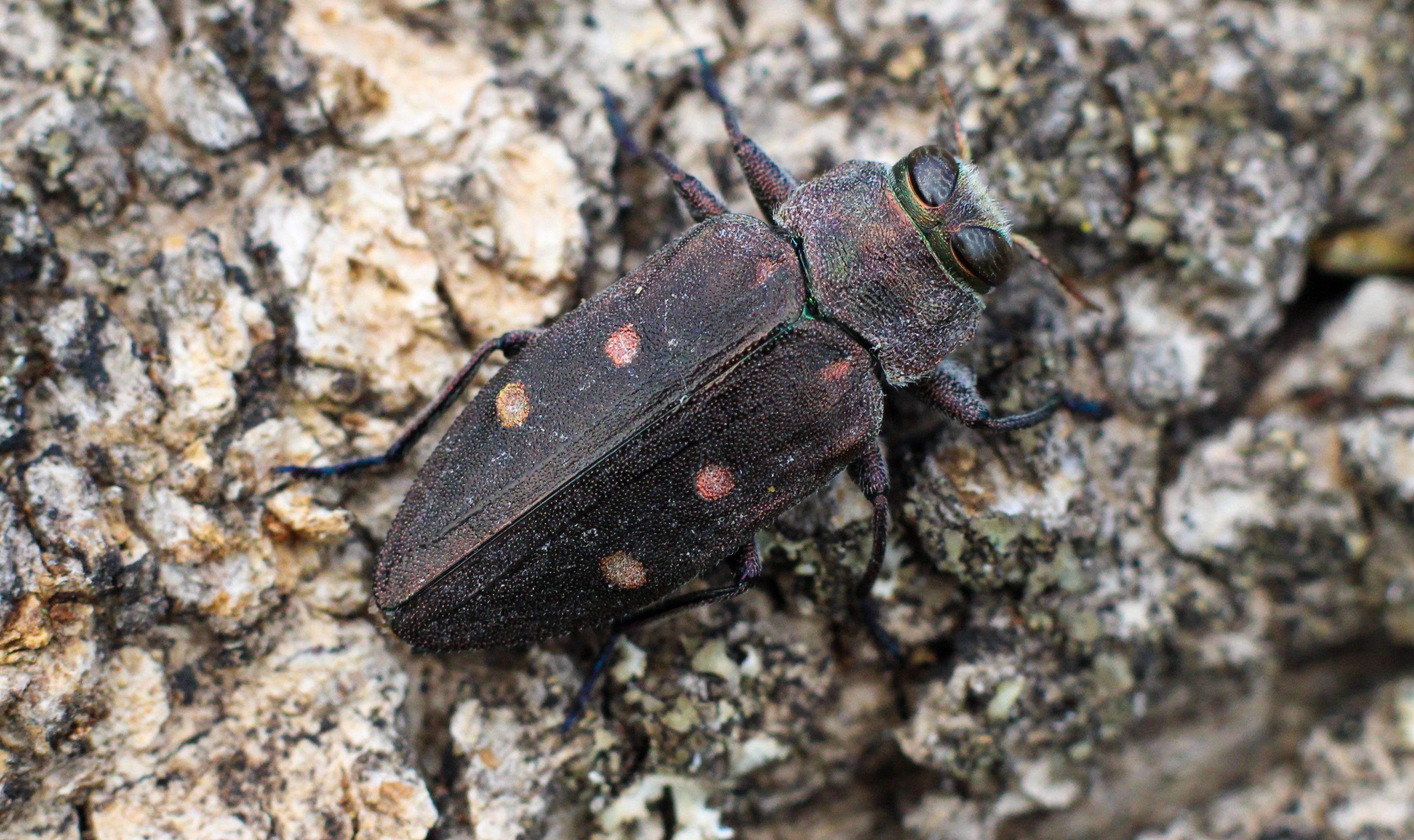 close-up of a beetle on a textured surface, tree bark. Dark body with ...